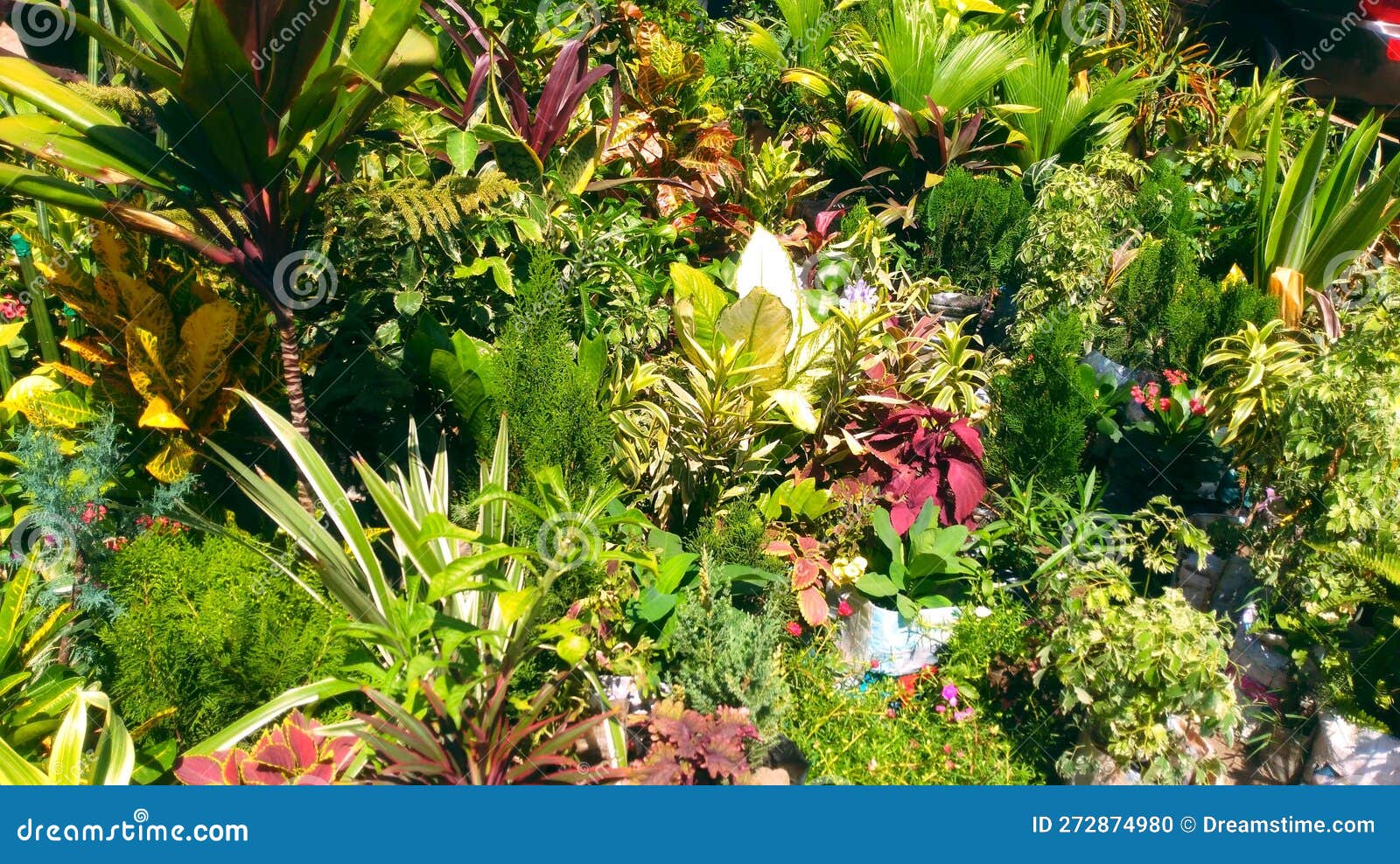 Flowers growing in a field stock photo. Image of buttercup - 272874980