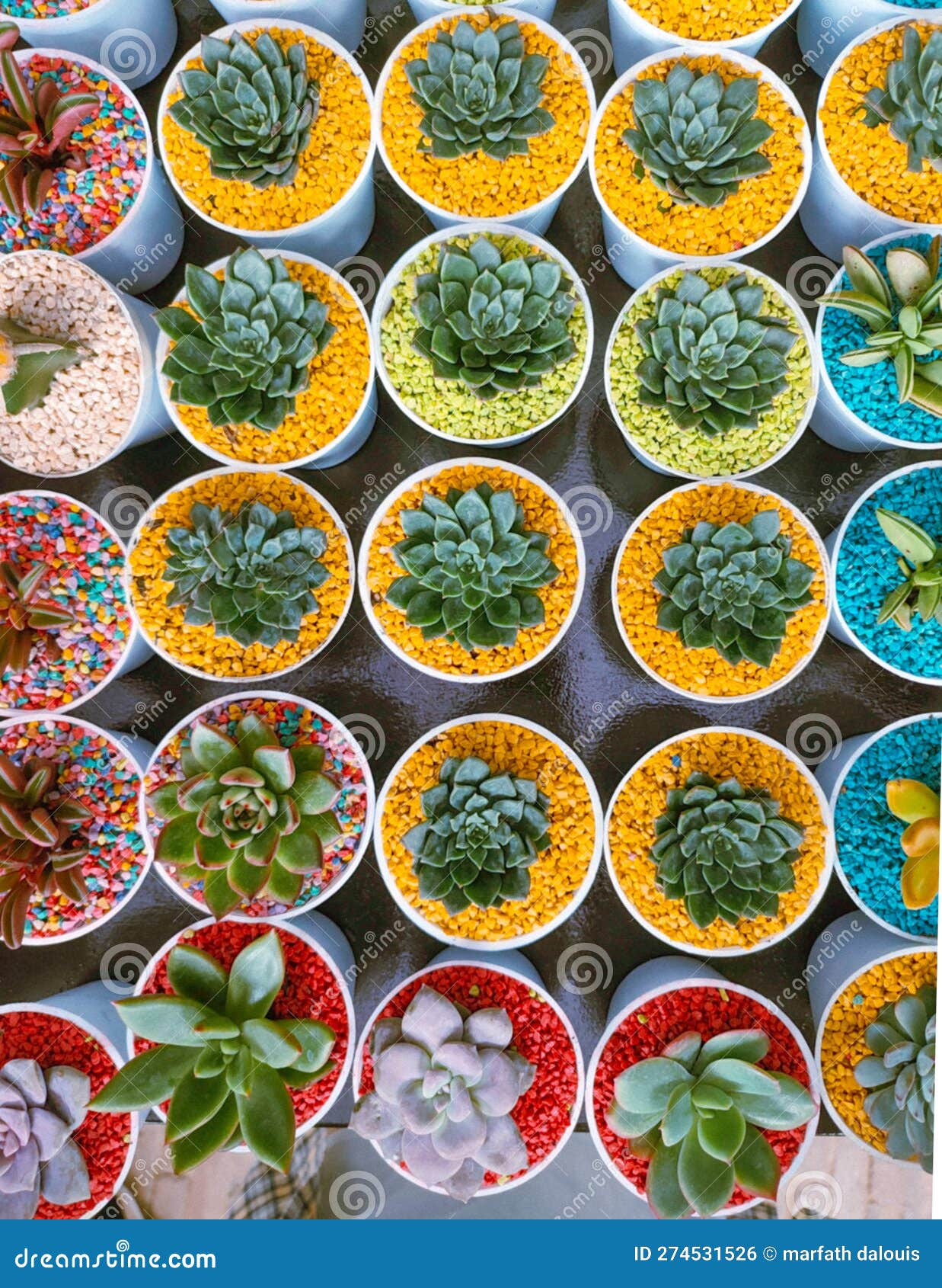 Different Kinds of Mini Cacti are Set on the Shelves. Stock Photo ...