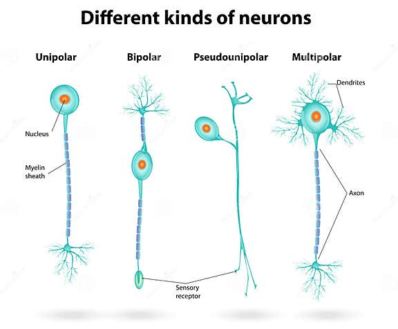 Different kinds of neurons stock vector. Illustration of biology - 28901919