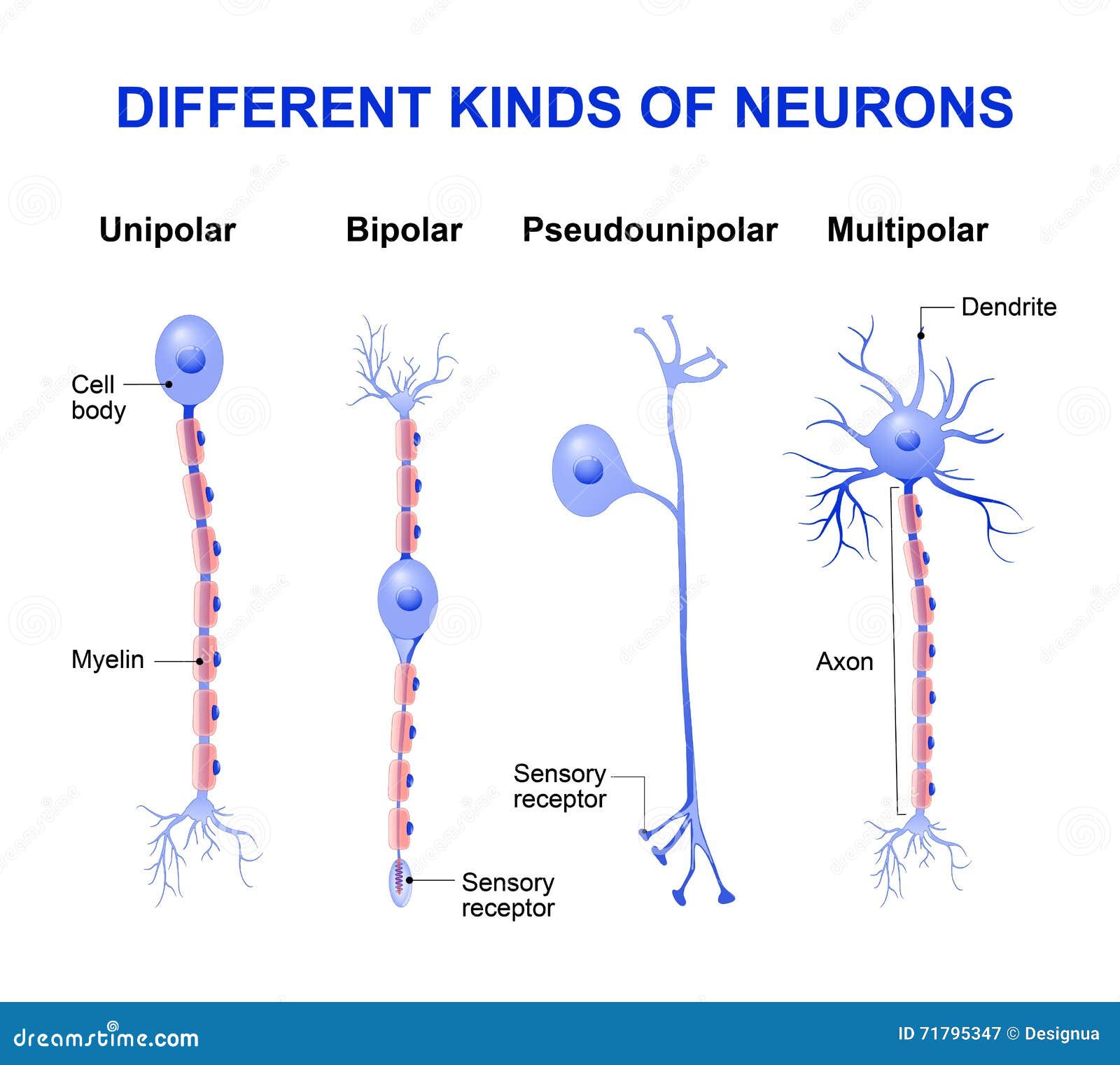 Different kinds of neurons stock vector. Illustration of multipolar ... Different kinds of neurons stock vector. Illustration of multipolar ...