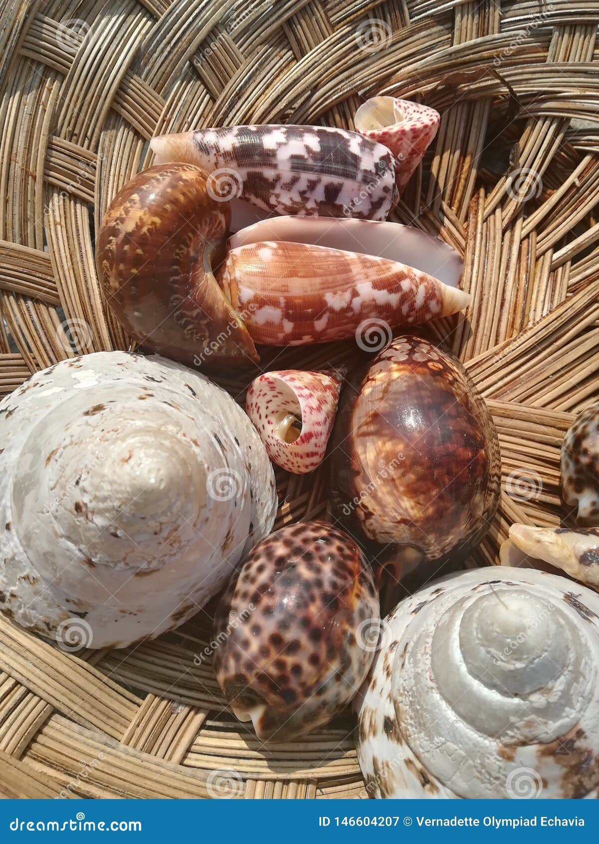 Different Kinds and Size of Seashells on Woven Basket Stock Image ...
