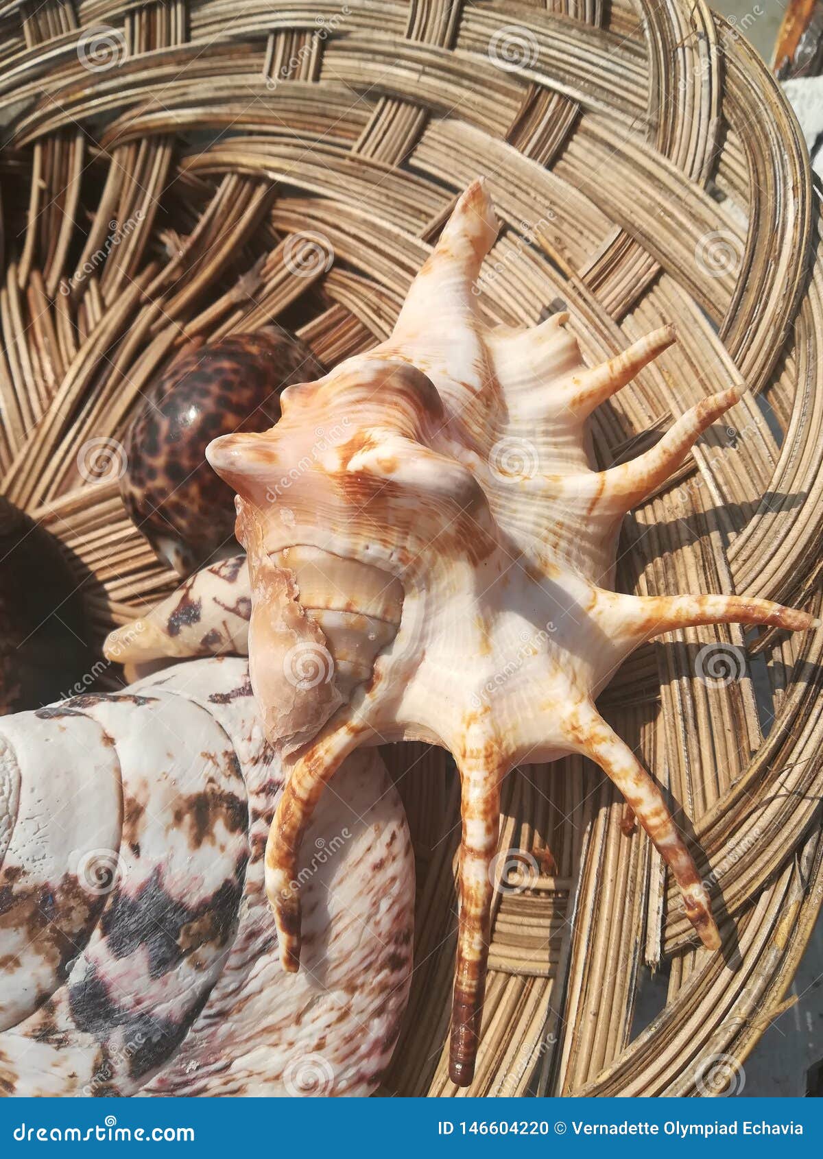 Different Kinds and Size of Shells on Woven Basket Stock Photo - Image ...