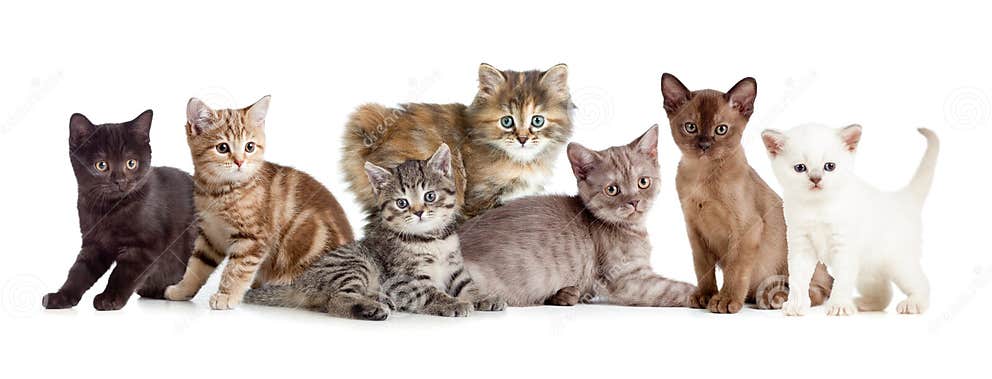 Different Kitten or Cats Group Stock Image - Image of litter, cats ...