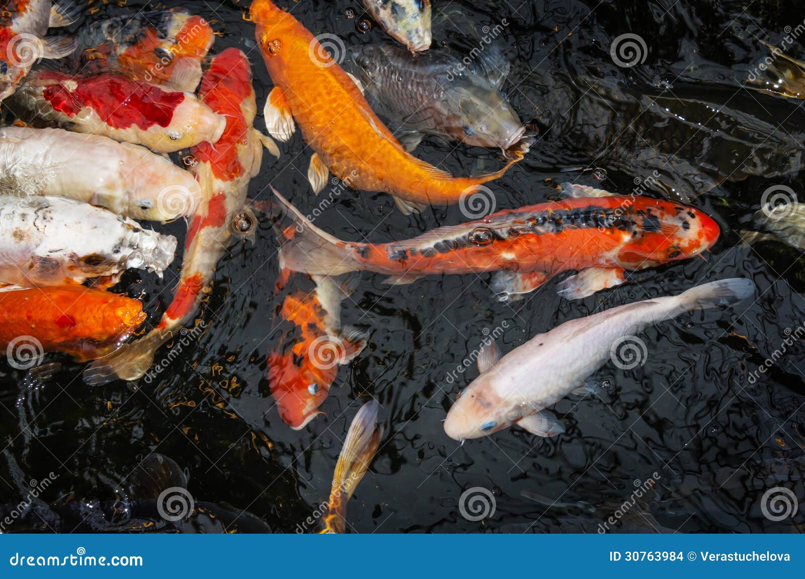 Different koi carps stock photo. Image of nature, water - 30763984