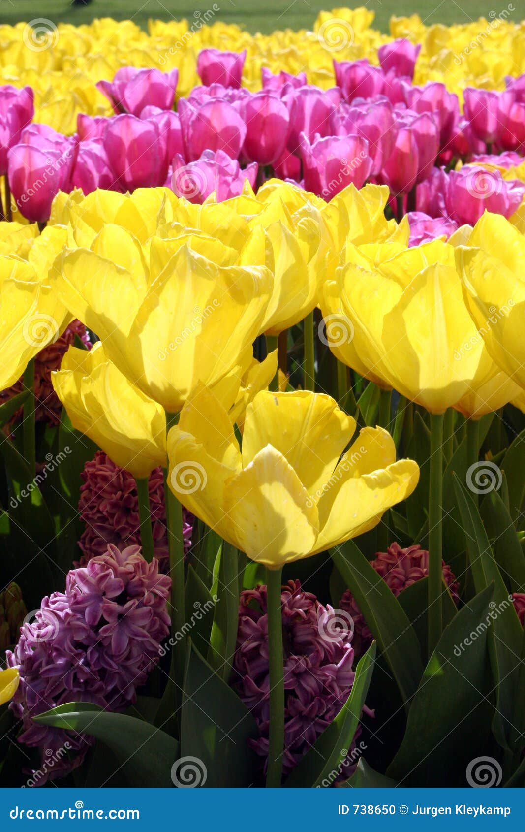 Different Layers of Flowers Stock Photo - Image of holland, show: 738650