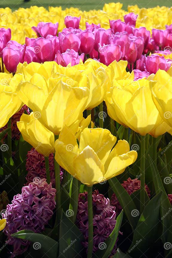 Different Layers of Flowers Stock Photo - Image of holland, show: 738650