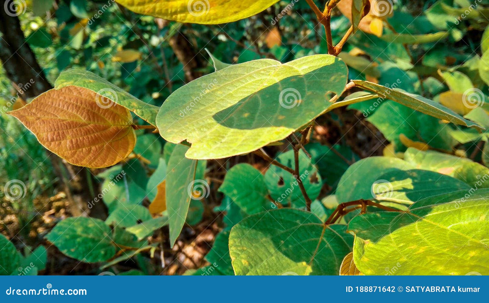 Different Leave in the Middle of the Day. Stock Photo - Image of middle ...