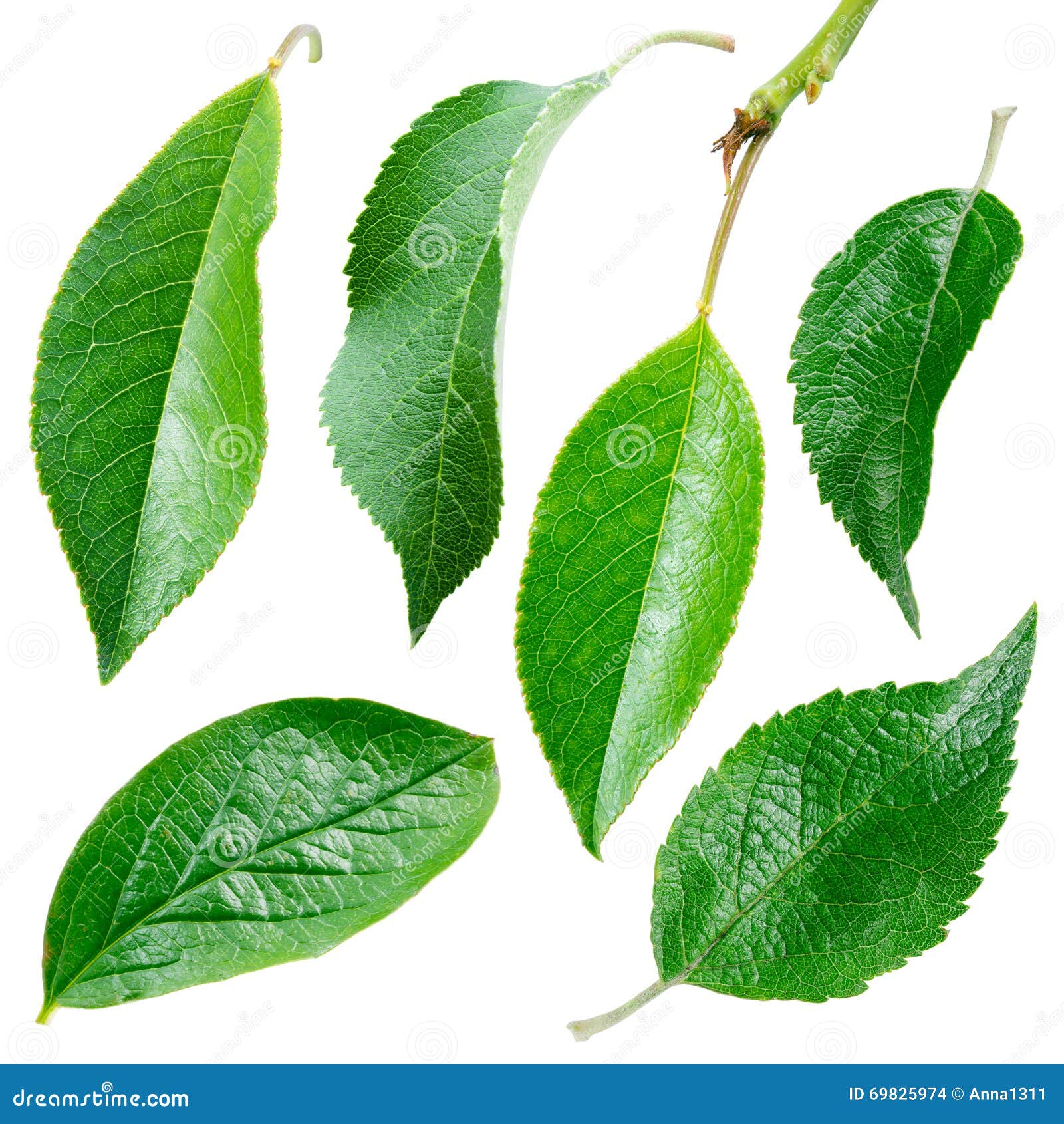 Different Leaves. Fresh Collection on White Background Stock Photo ...