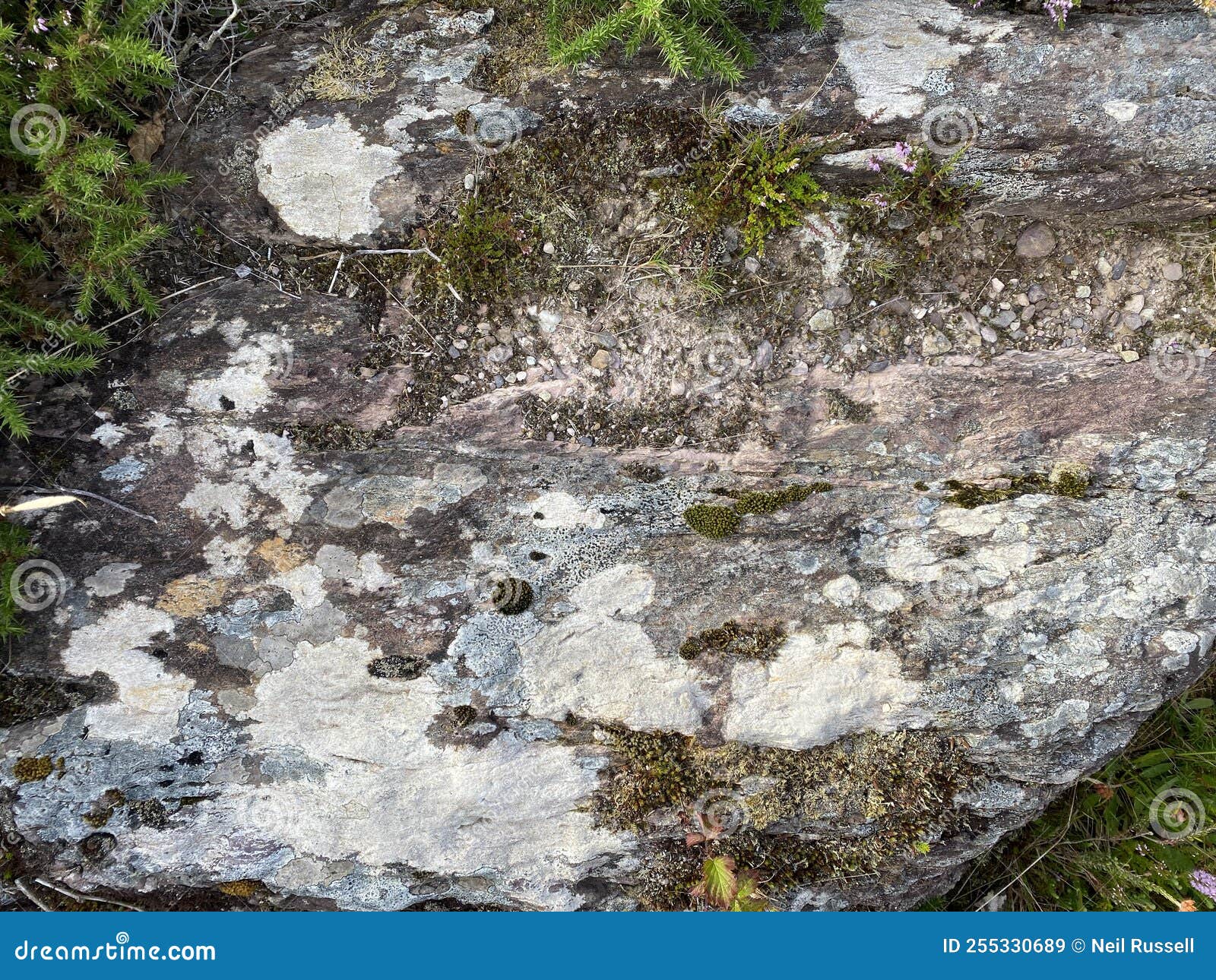 Lichens on a Stone Rock stock image. Image of leaf, stone - 255330689