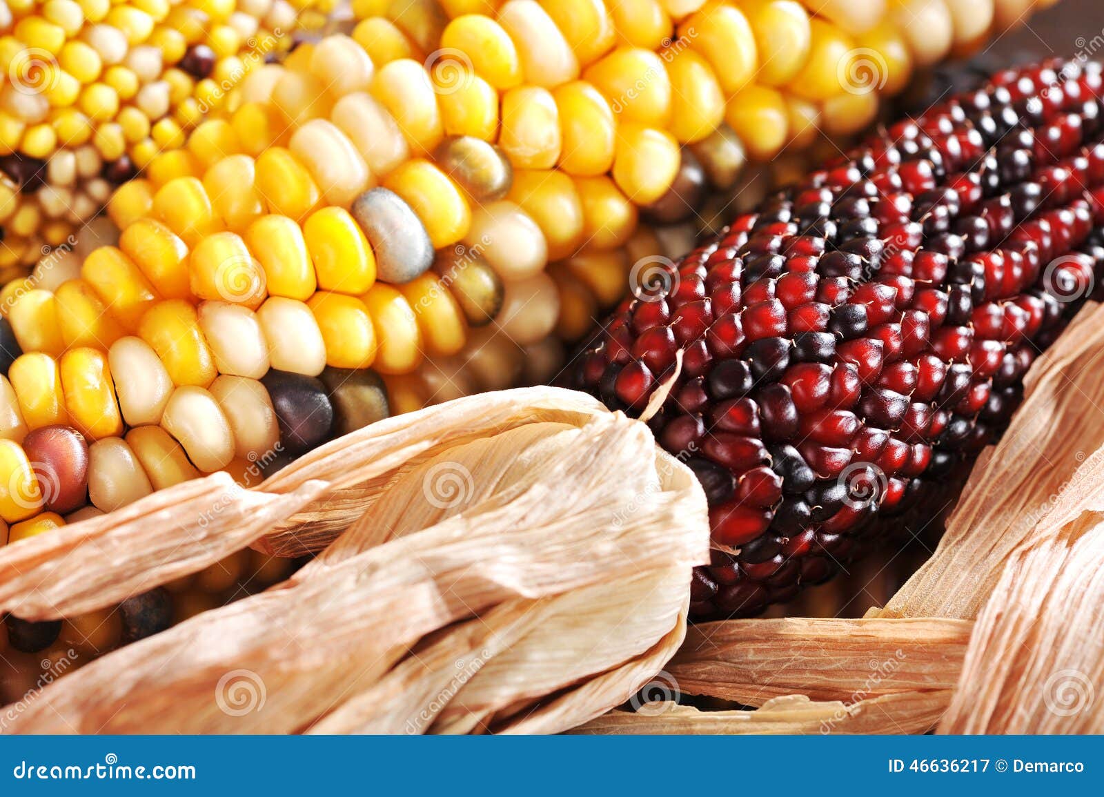 Different maize-cobs stock image. Image of fall, mealie - 46636217