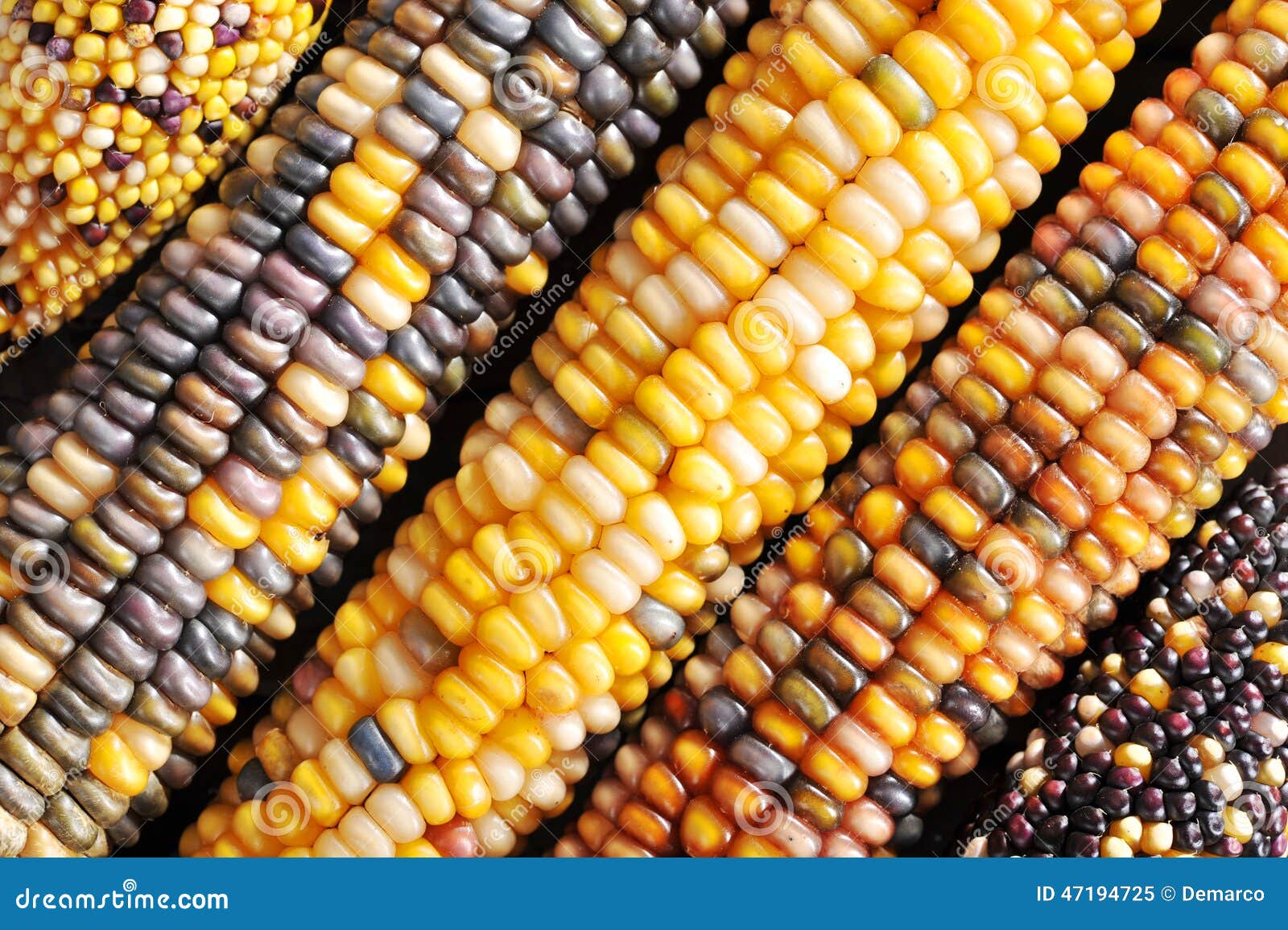 Different maize-cobs stock image. Image of thanksgiving - 47194725