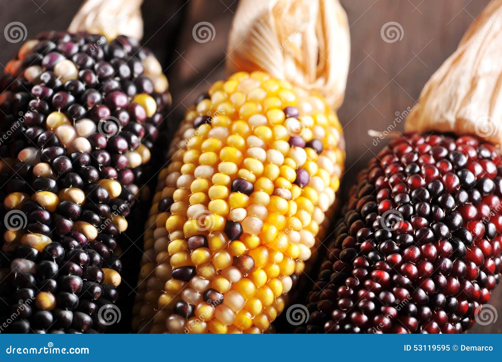 Different maize-cobs stock image. Image of vegetable - 53119595