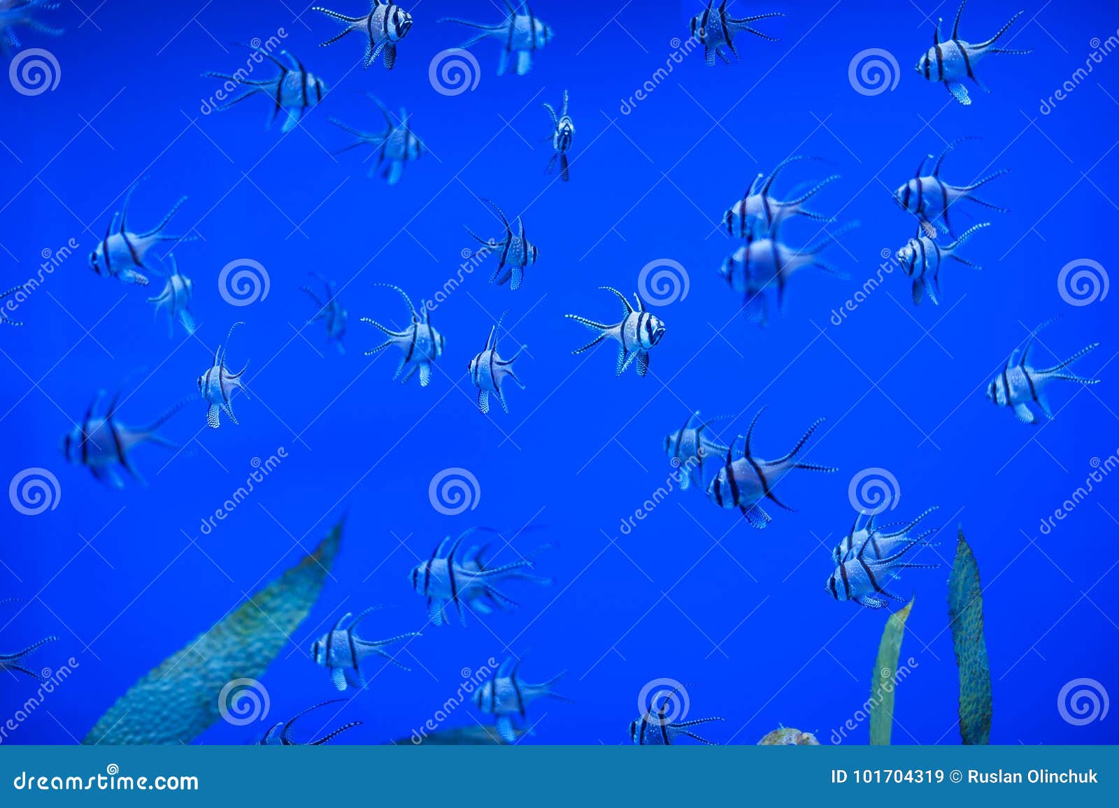 Different marine animals stock image. Image of dragonfish - 101704319