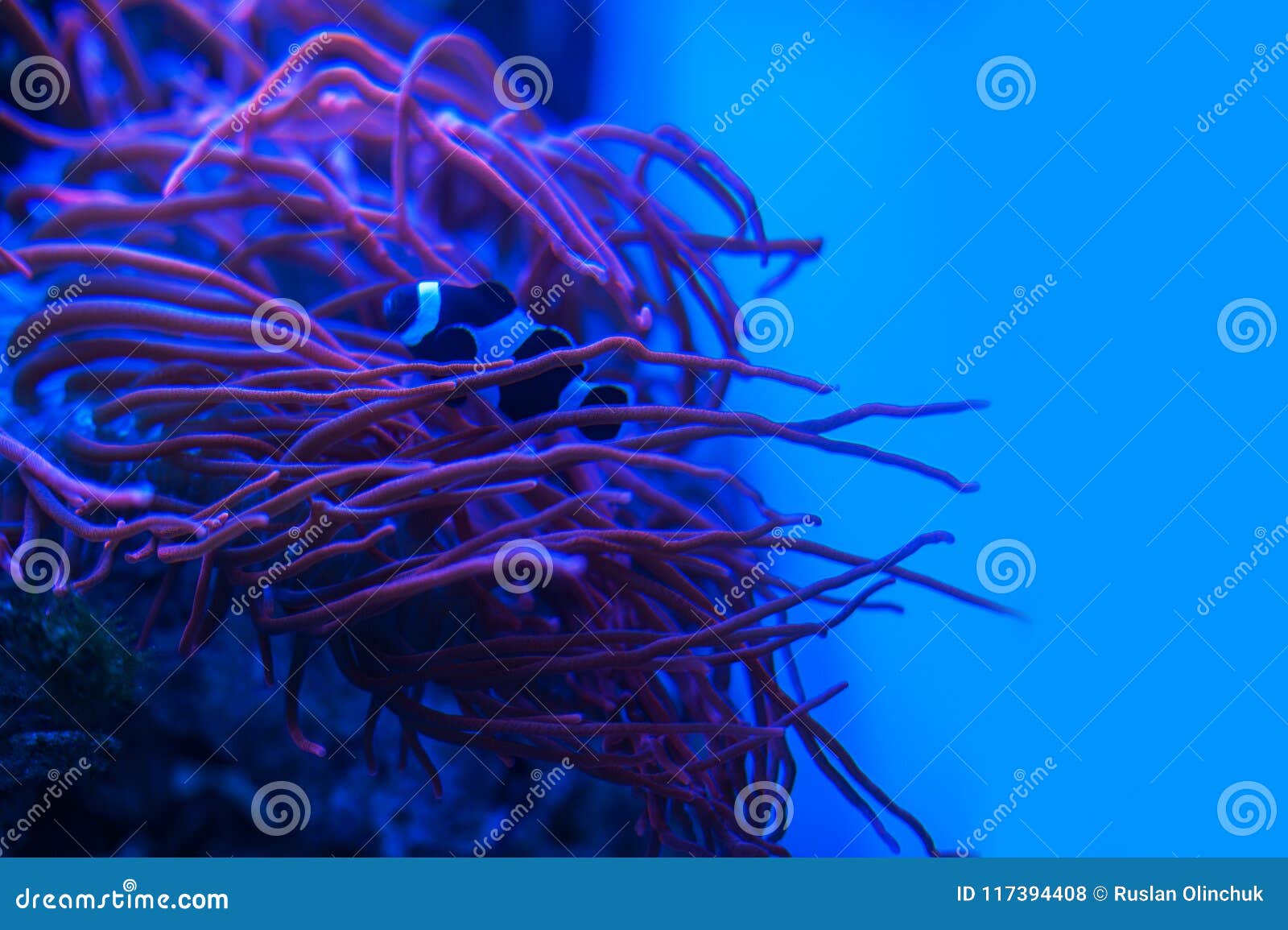 Different marine animals stock photo. Image of fish - 117394408