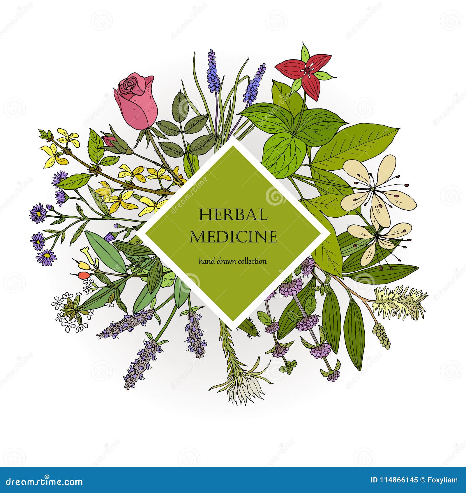 Different Medicinal Plants Collection Stock Vector - Illustration of ...