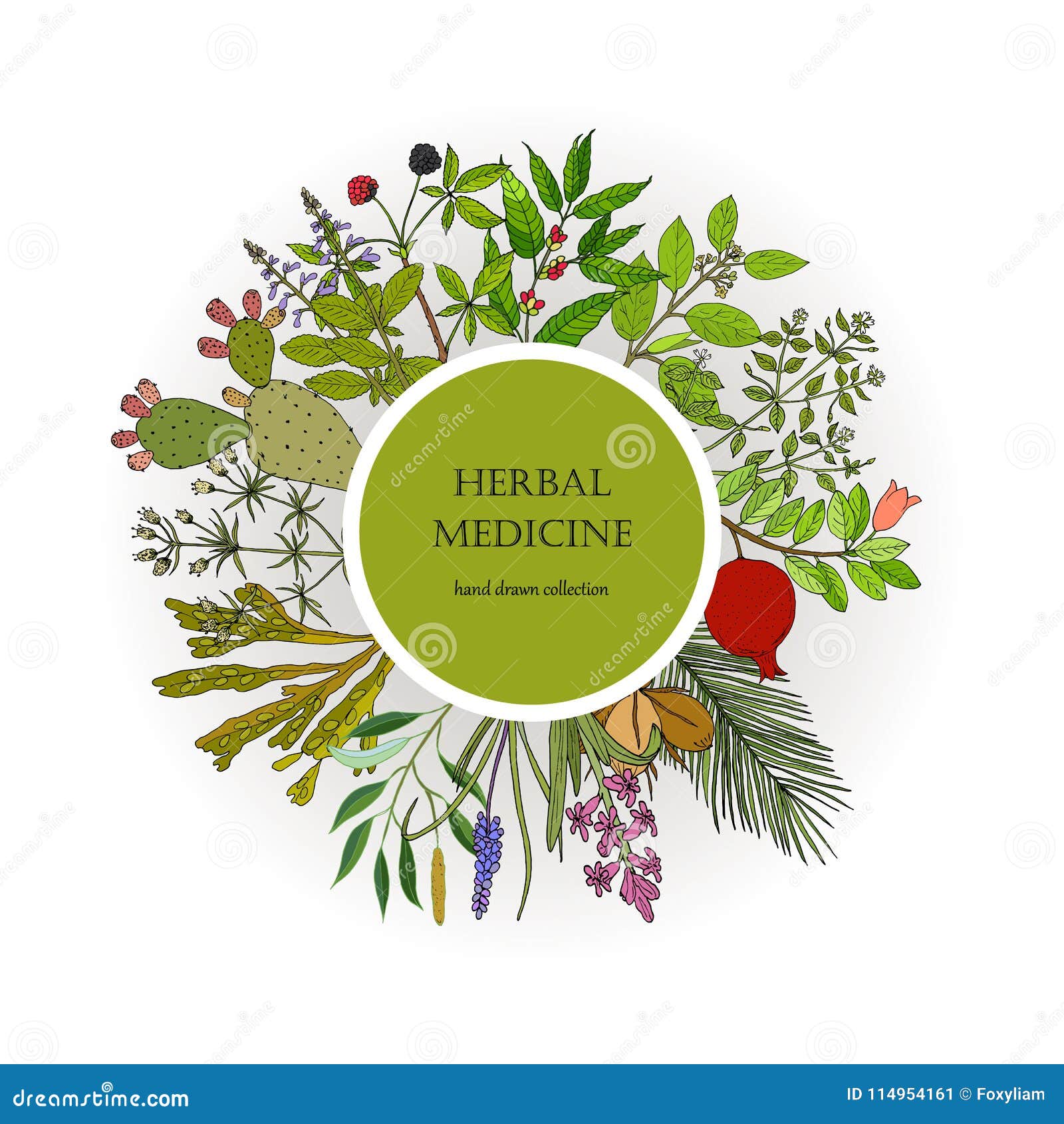 Different Medicinal Plants Collection Stock Vector - Illustration of ...