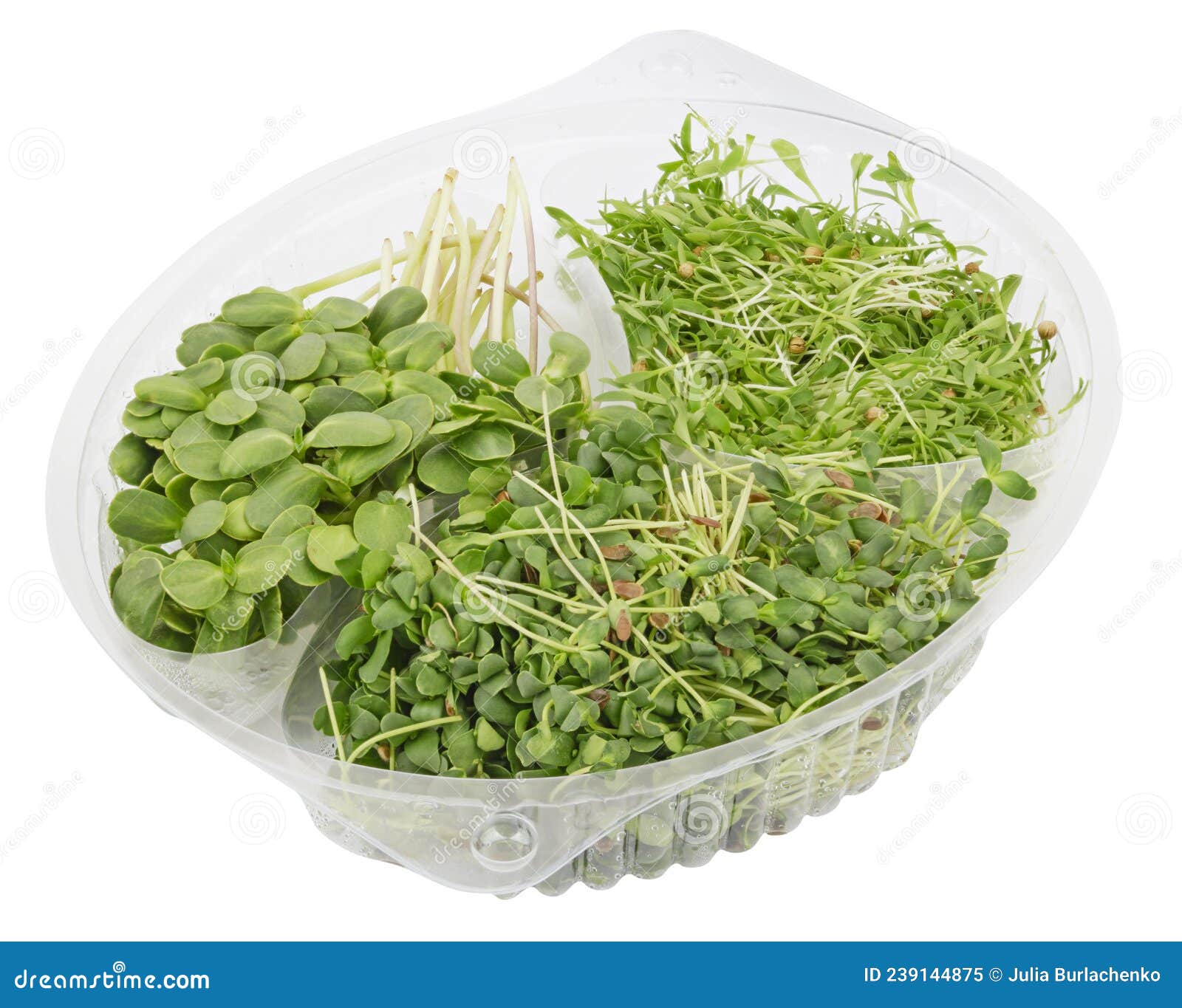 Different Microgreens in a Plastic Container Stock Image - Image of ...