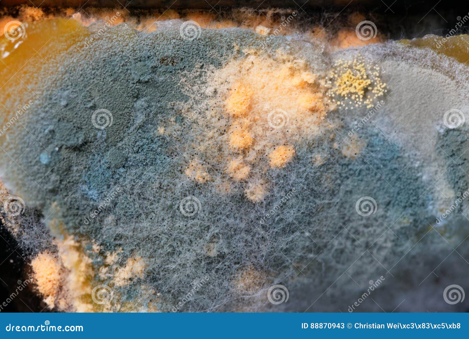 Different Mold Fungi As Background Stock Image - Image of mould, grungy ...