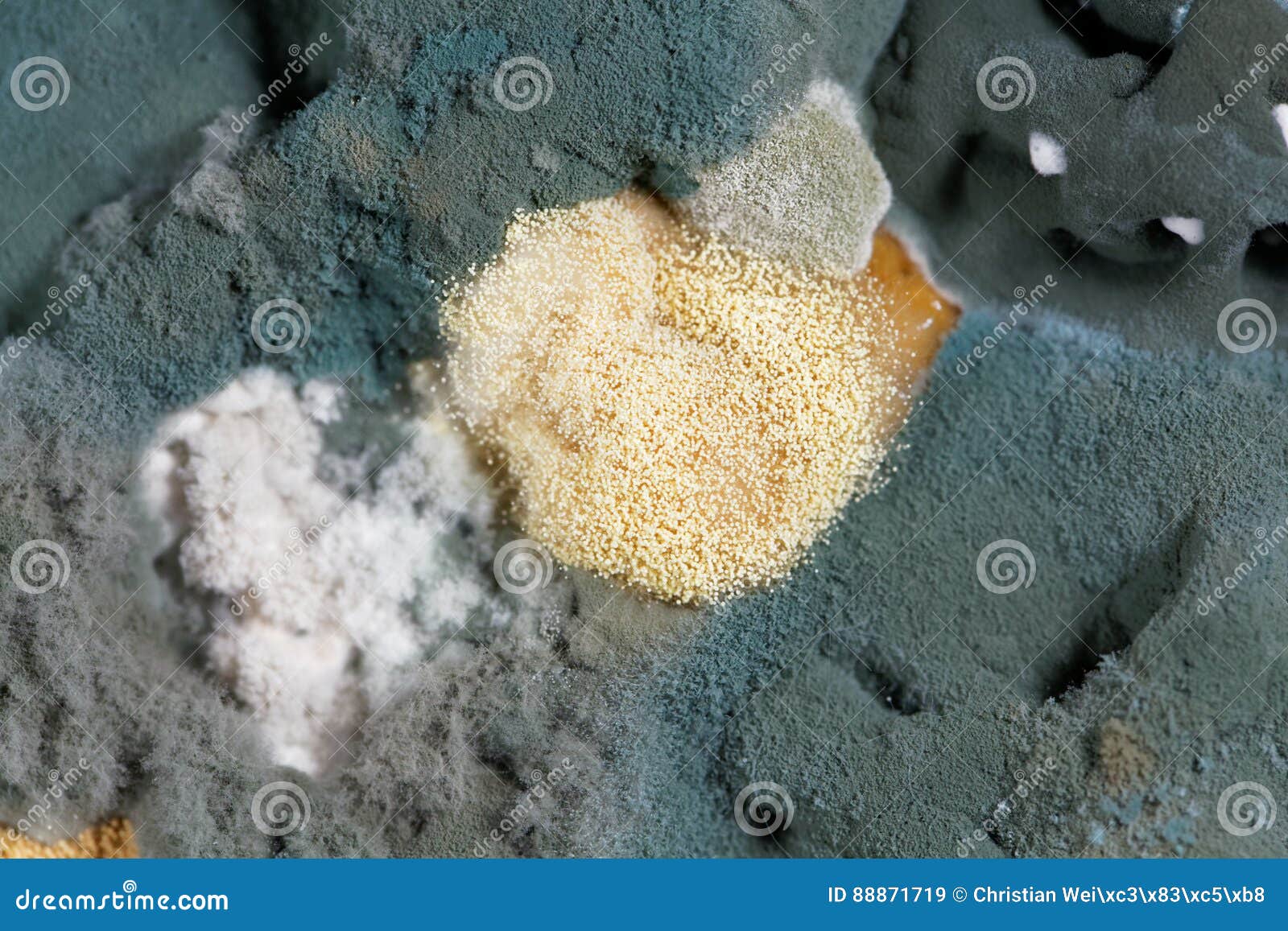 Different Mold Fungi As Background Stock Image - Image of allergy ...