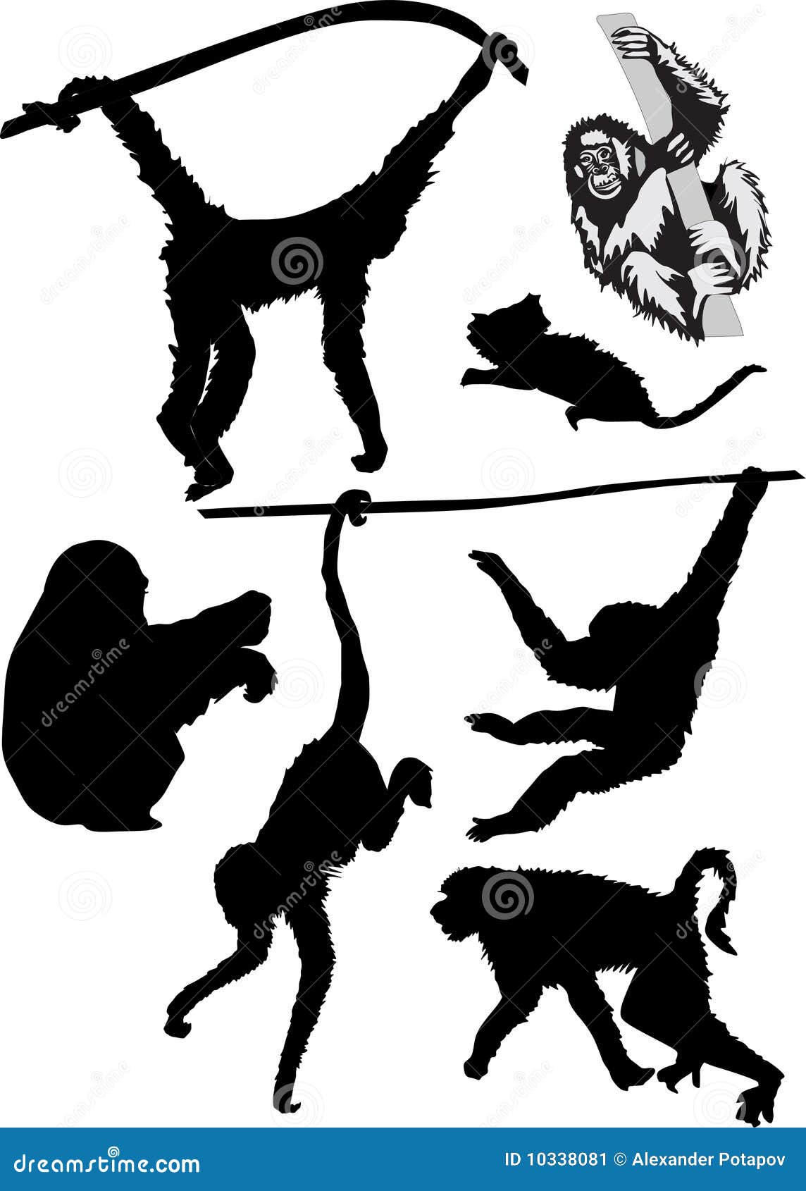 Different Monkey Silhouettes Stock Vector - Illustration of wild ...