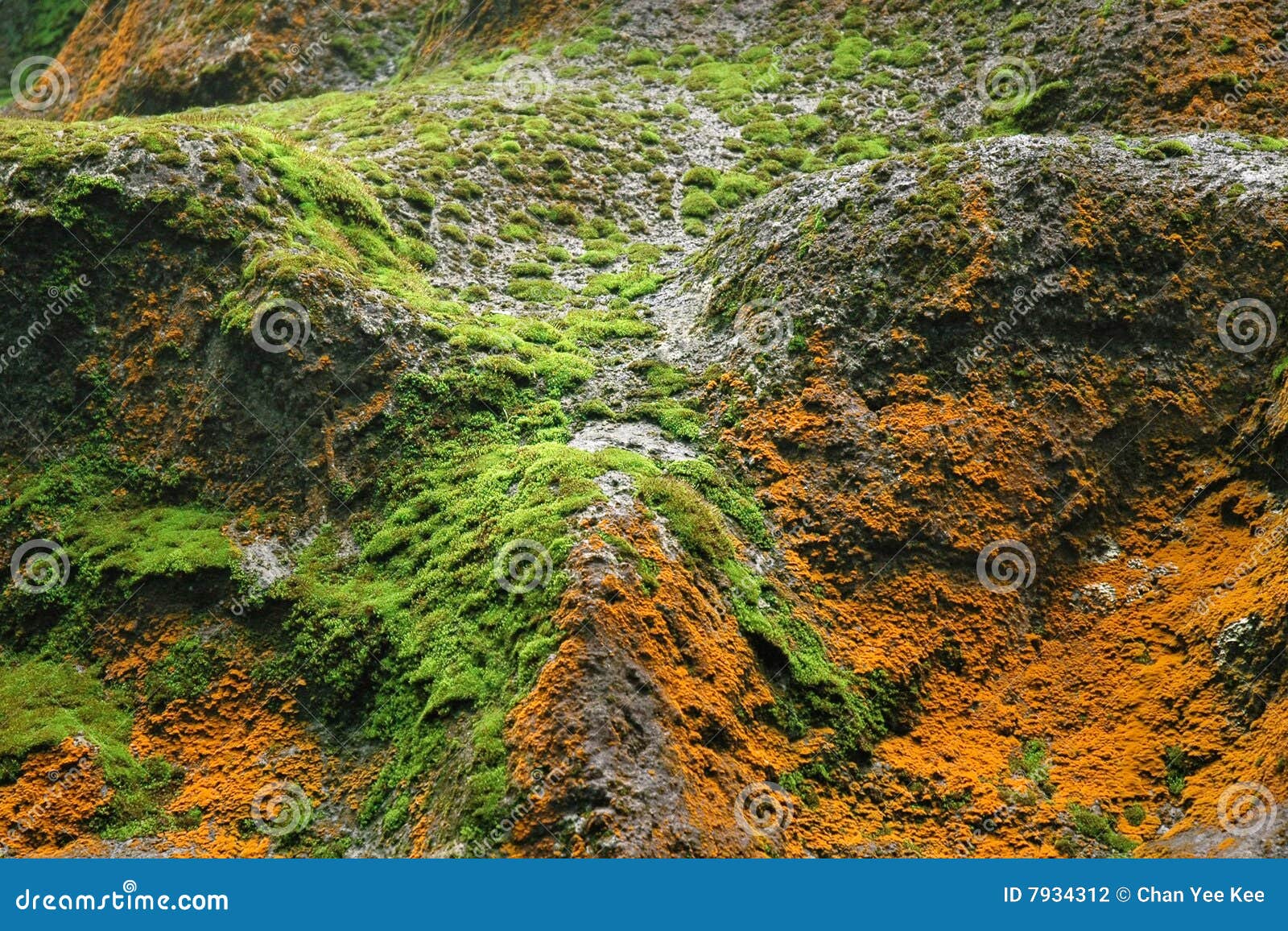 Different moss on rock stock photo. Image of nature, orange - 7934312