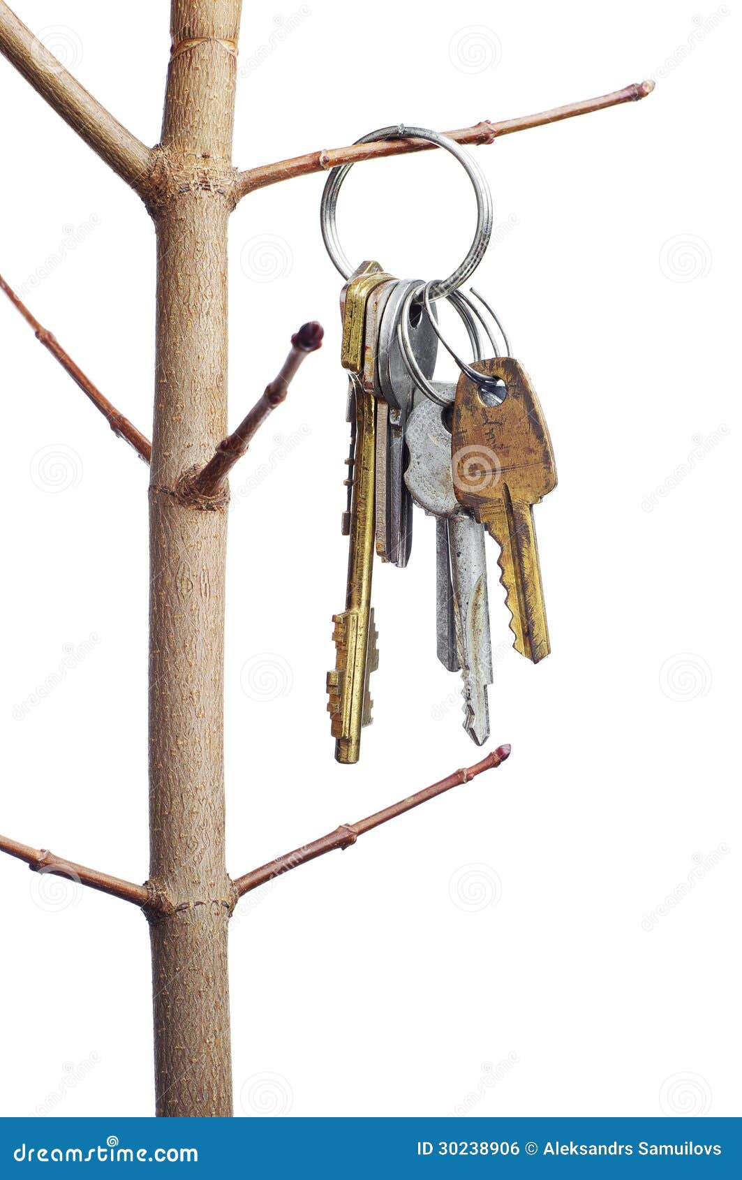 Different Keys Tree Branch Stock Photos - Free & Royalty-Free Stock ...