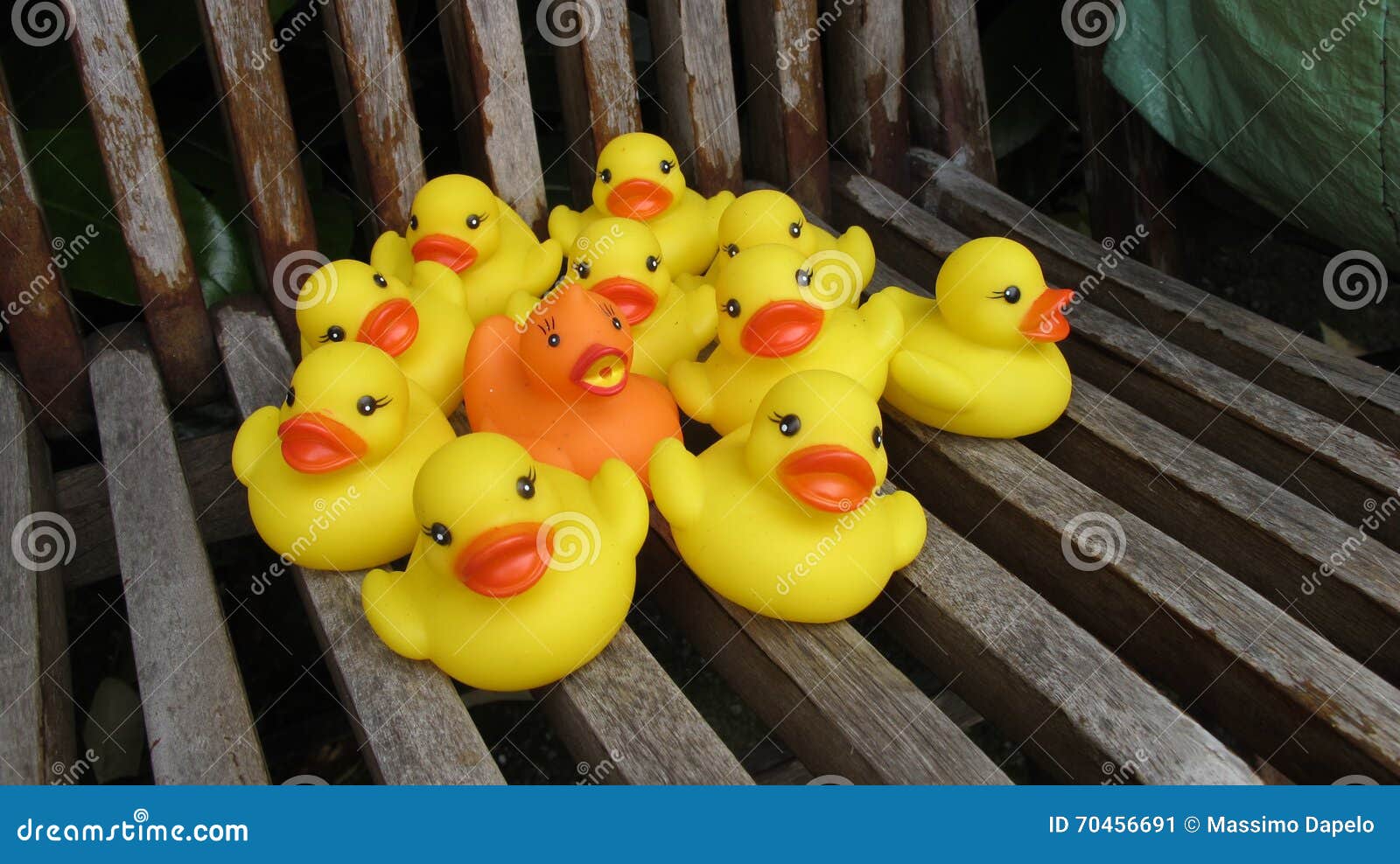 A Different One among Others Stock Image - Image of ducks, duck: 70456691