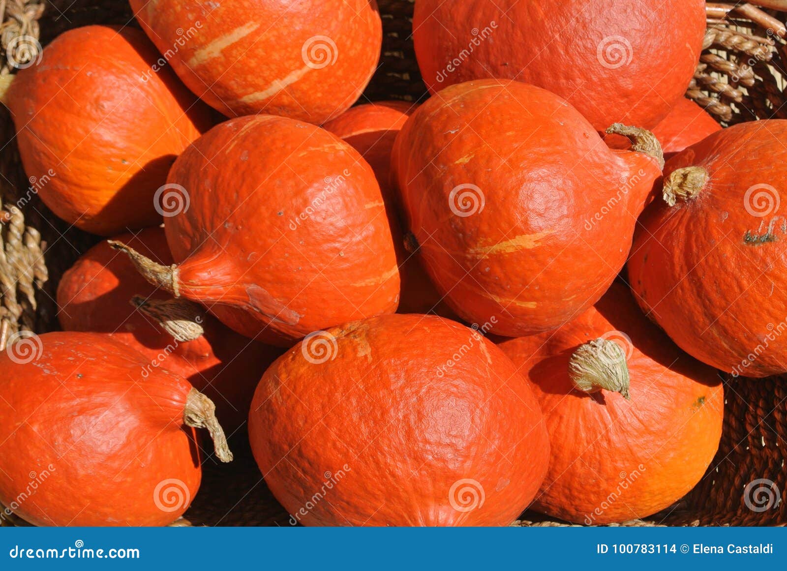 Pumpkins stock photo. Image of agriculture, natural - 100783114