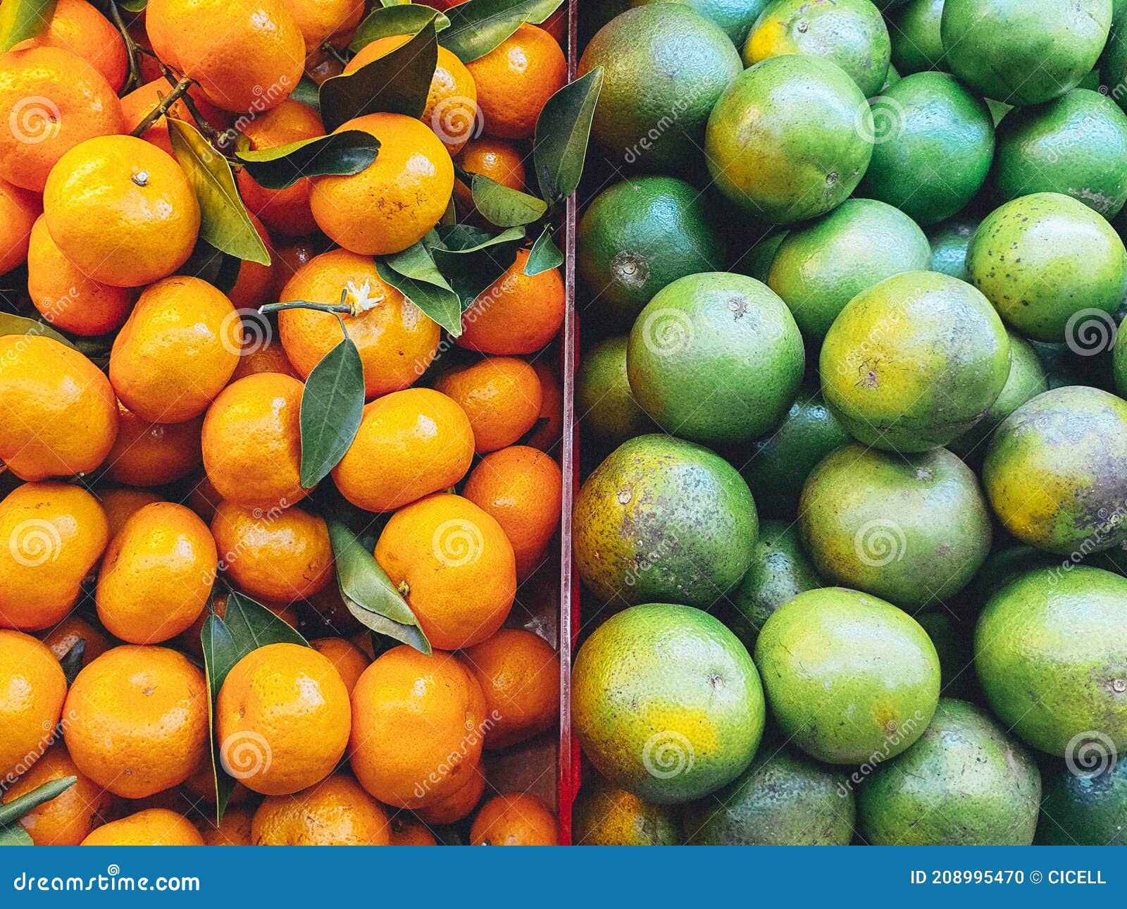 The different oranges stock photo. Image of oranges - 208995470