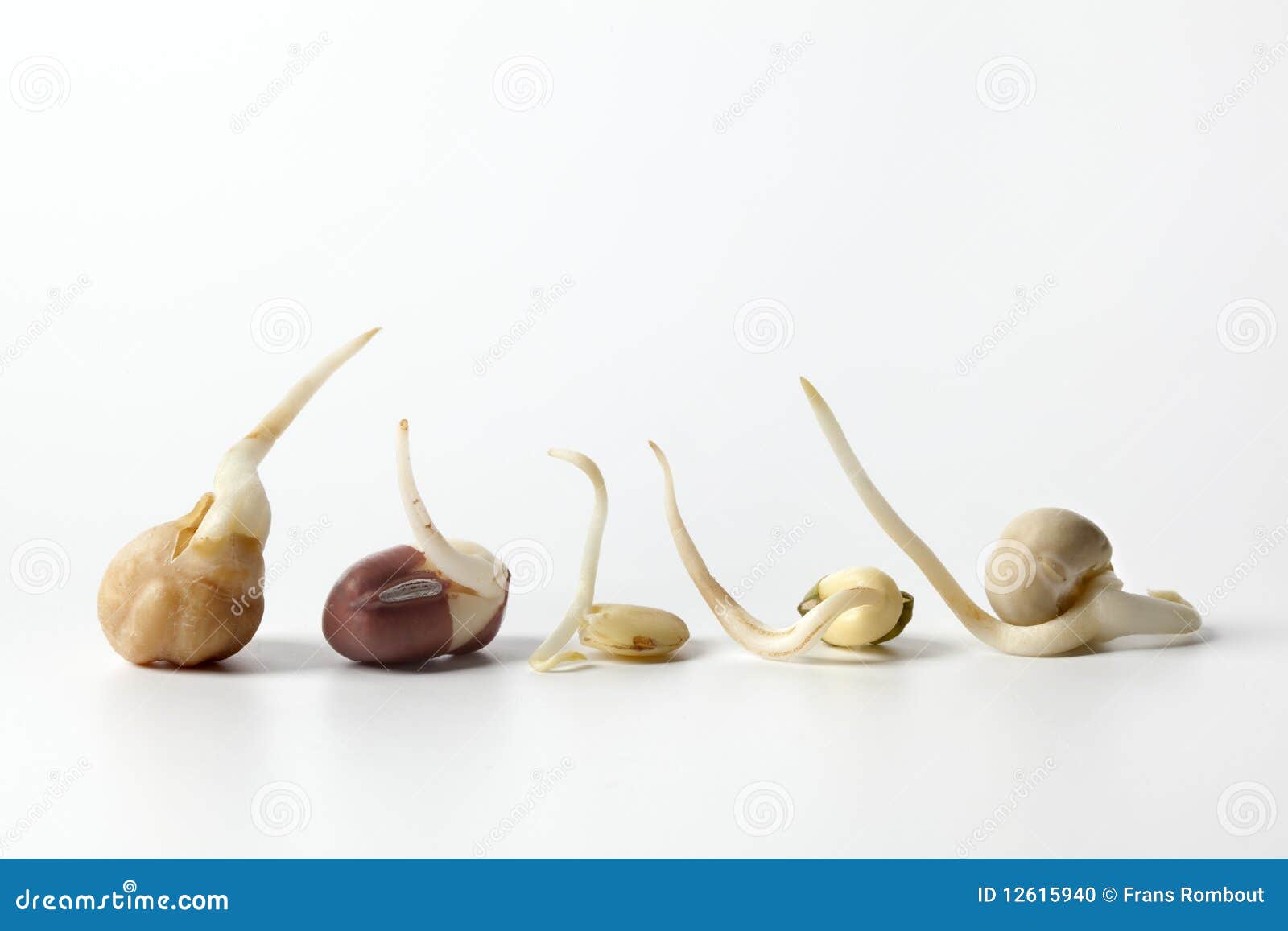 Different Organic Sprouts Close Up Stock Photo - Image of close ...
