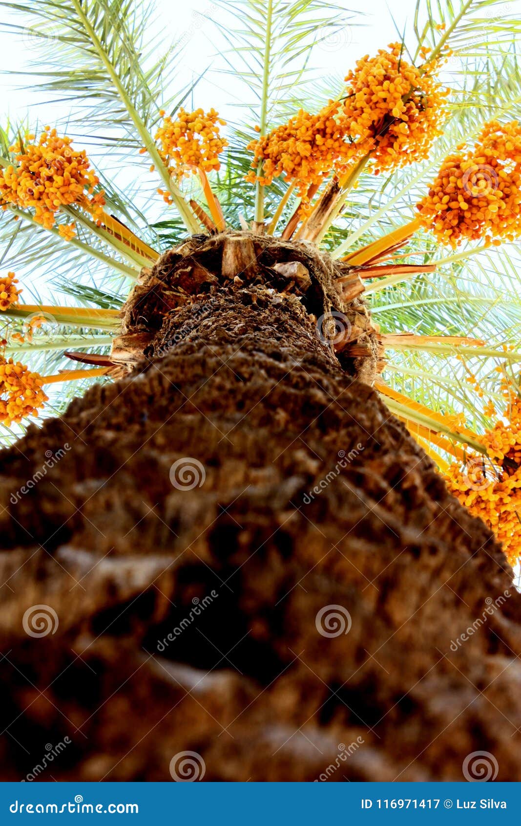 A Beautiful Palm Tree from Israel Stock Image - Image of nature, luck ...