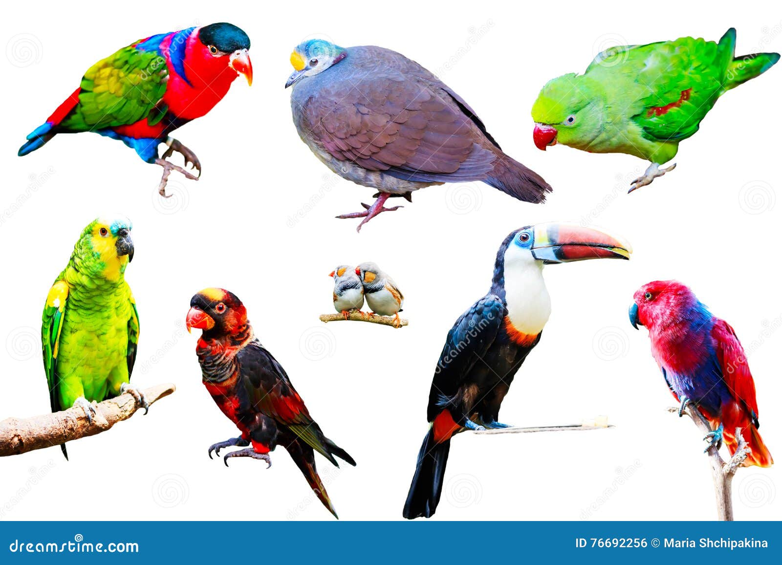 Different Parrots Isolated on White Background Stock Photo - Image of ...