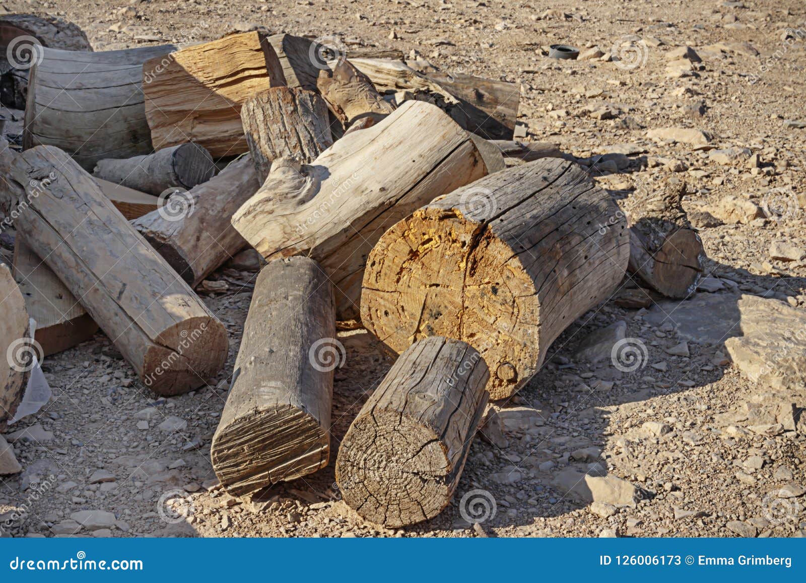 Different Parts of Sawn Tree Trunks Stock Image - Image of ecology ...