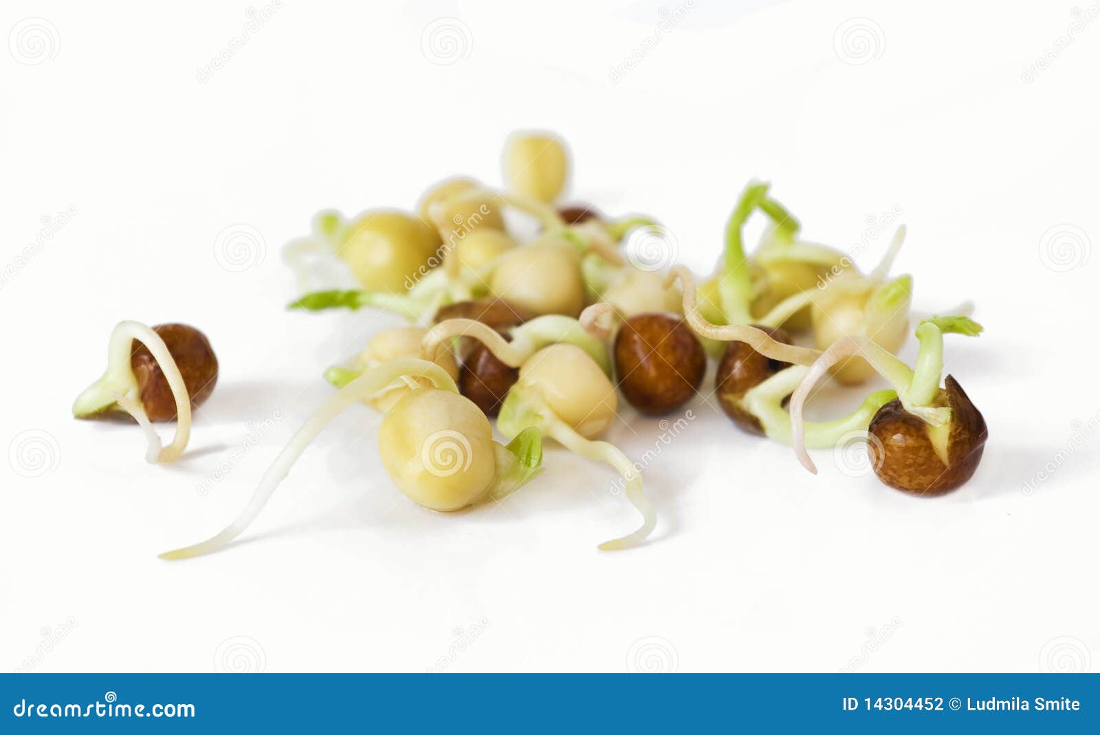 Different peas stock photo. Image of growth, white, root - 14304452