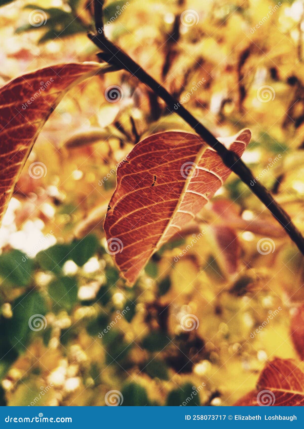 A different perspective stock image. Image of sunlight - 258073717