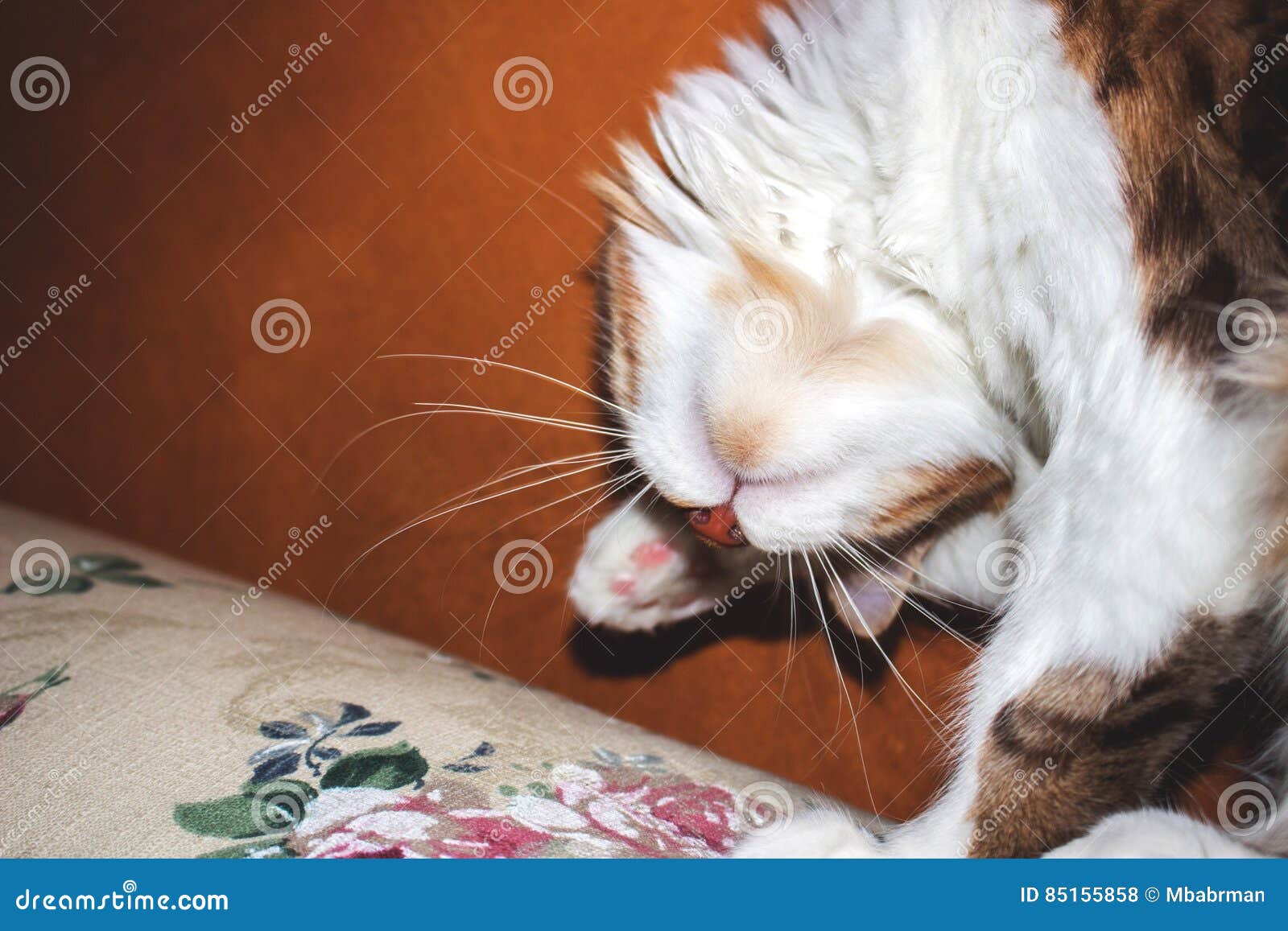 From a Different Perspective. Stock Photo - Image of kitten, cats: 85155858