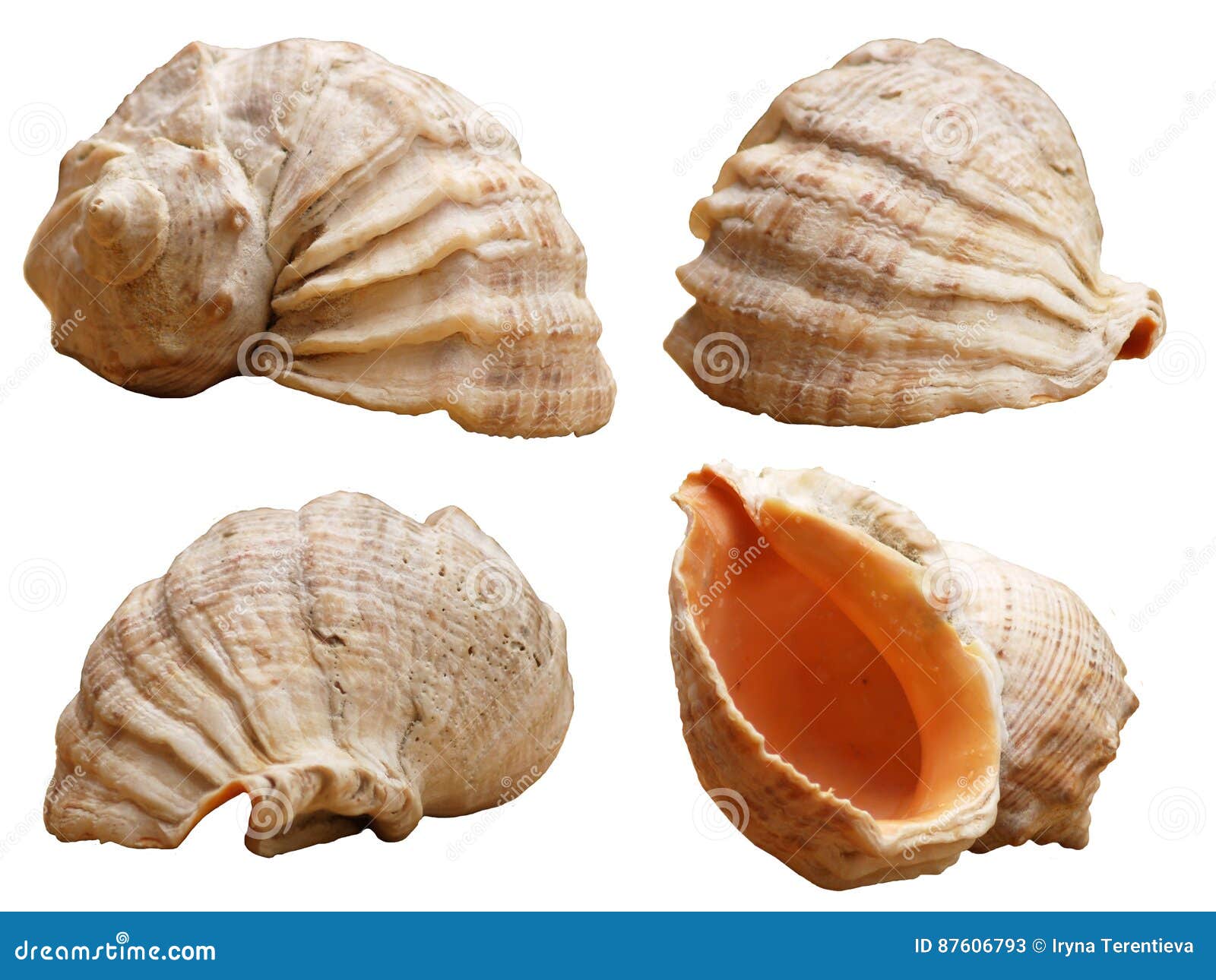 Different Perspectives Seashells Stock Image - Image of ecology, life ...