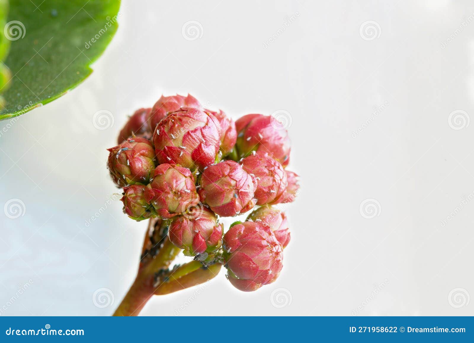 Different Pests on the Buds of a Succulent Plant Stock Photo - Image of ...