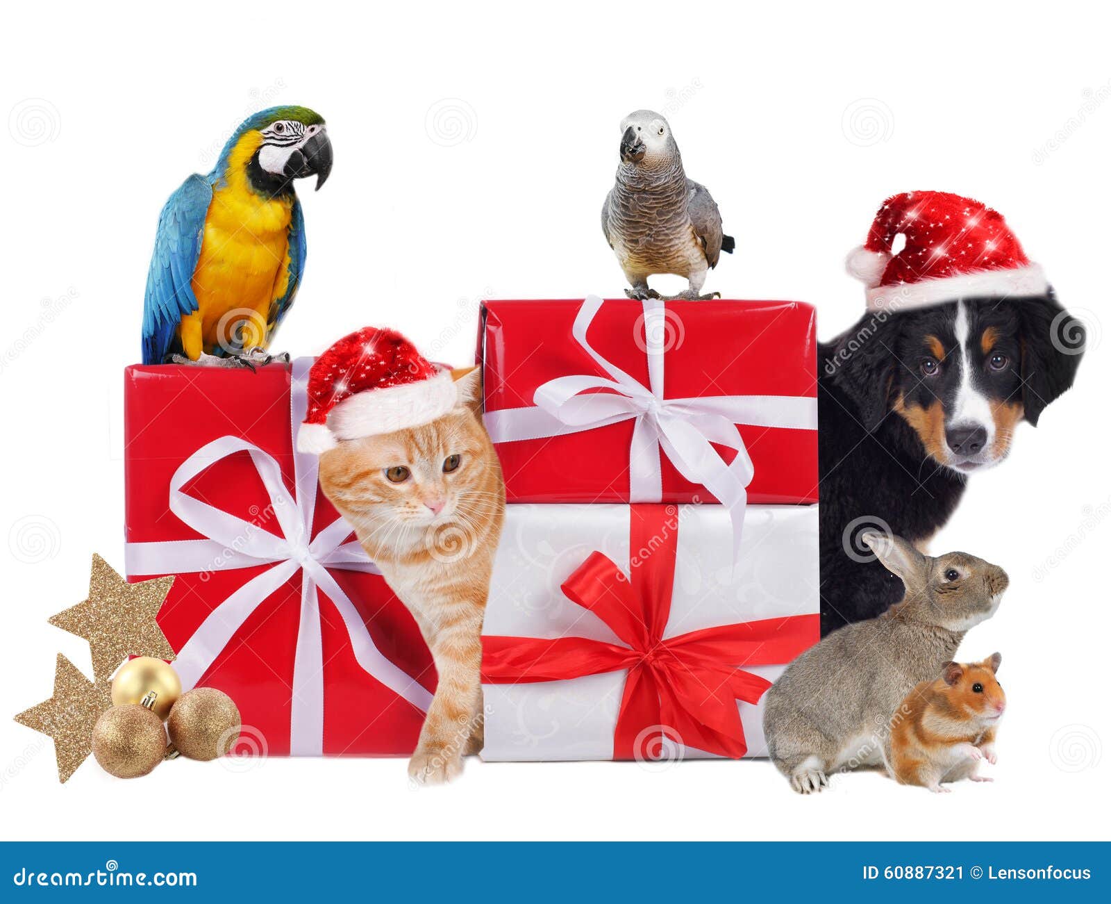 Different Pets with Christmas Parcels Stock Image - Image of christmas ...