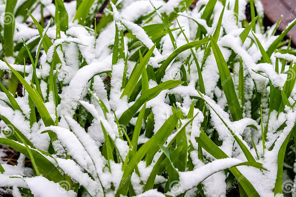 Different Plants Covered with Snow in the Springtime Stock Photo ...