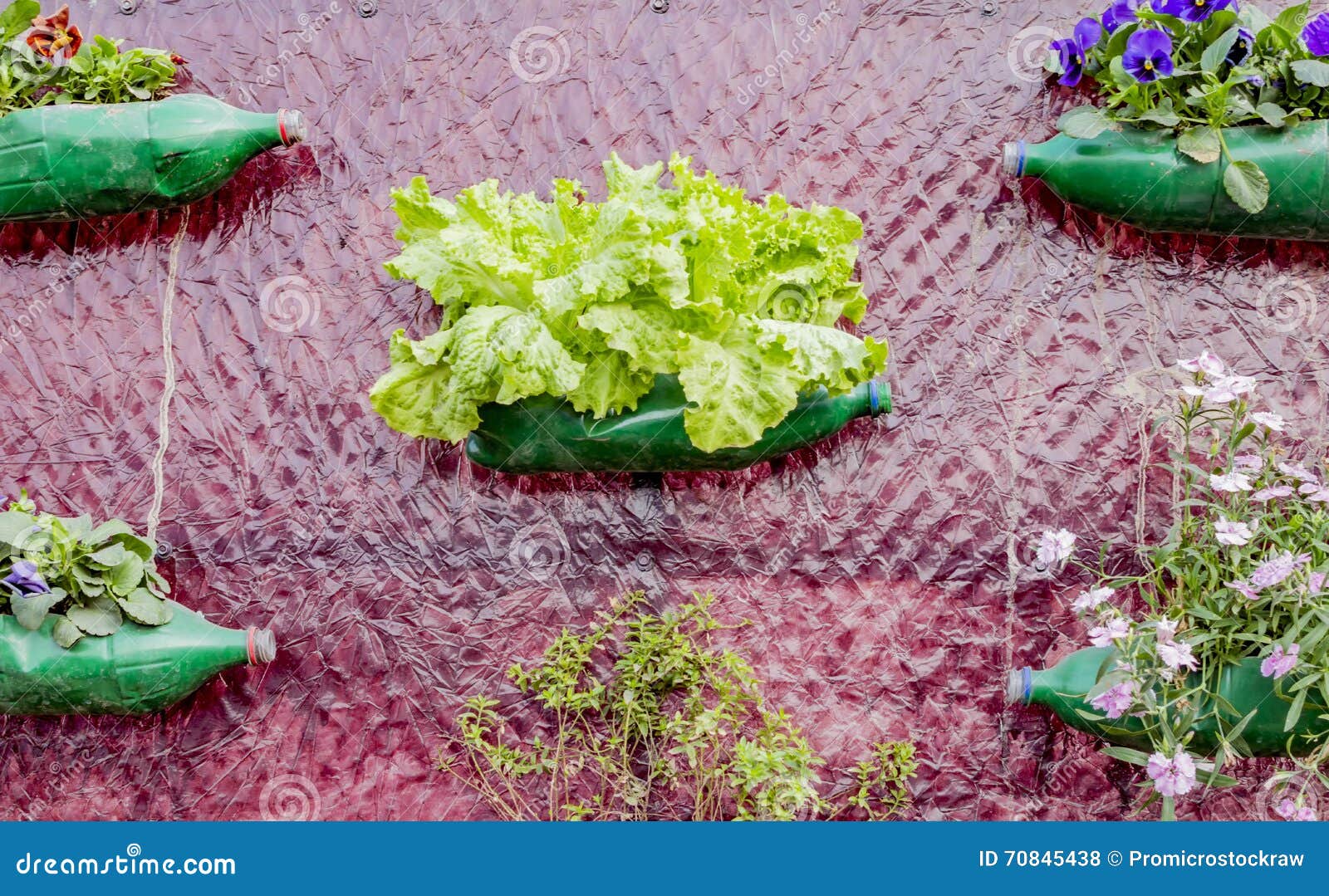 Different Plants in Pop Plastic Bottles Stock Photo - Image of decorate ...