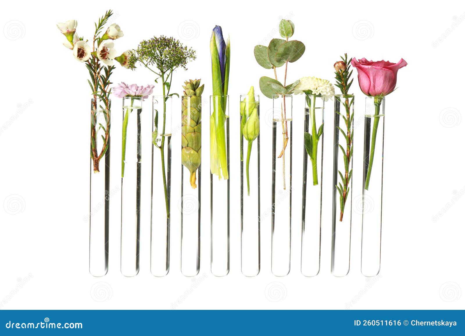 Different Plants in Test Tubes on White Background Stock Photo - Image ...