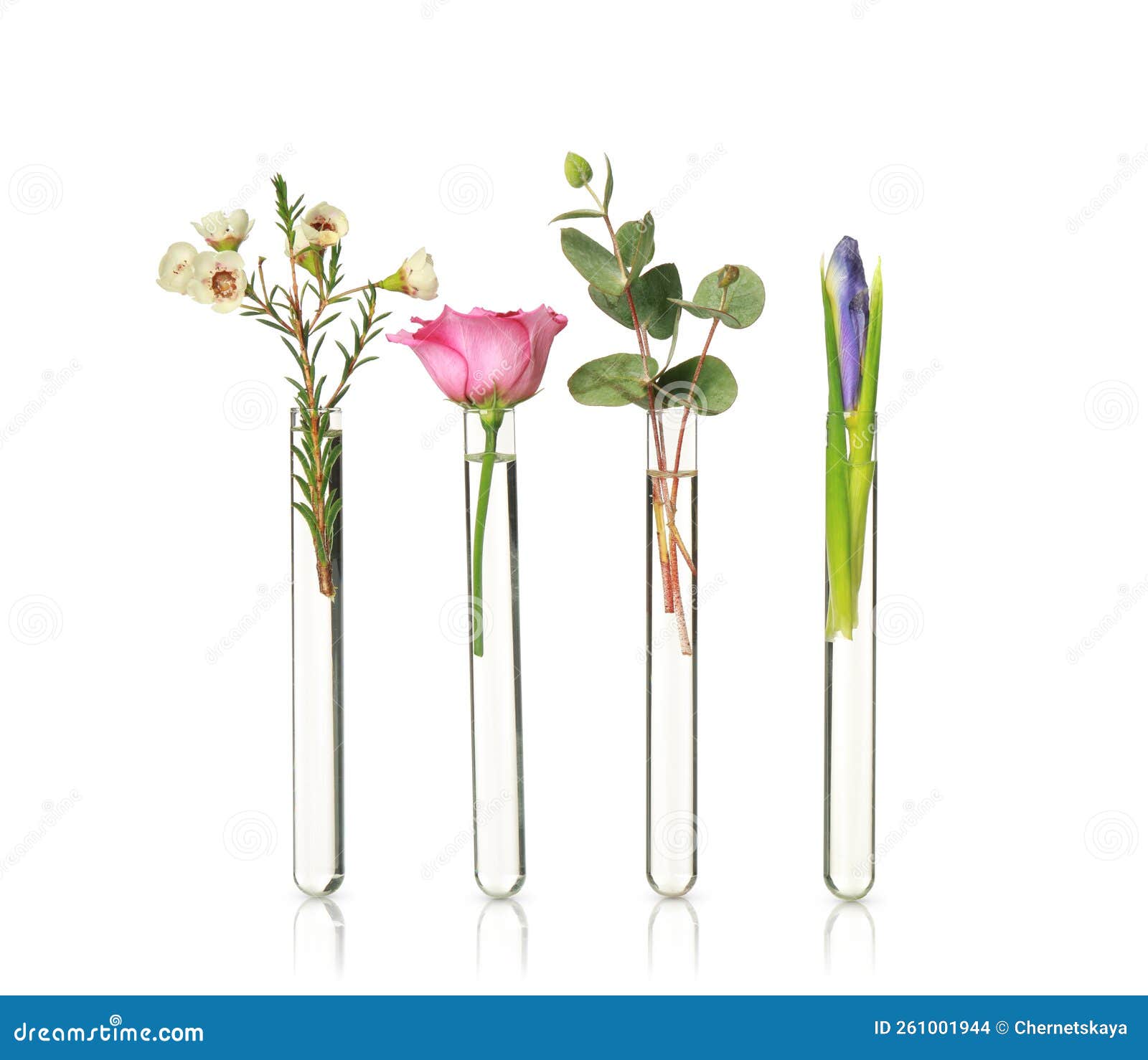 Different Plants in Test Tubes on White Background Stock Photo - Image ...