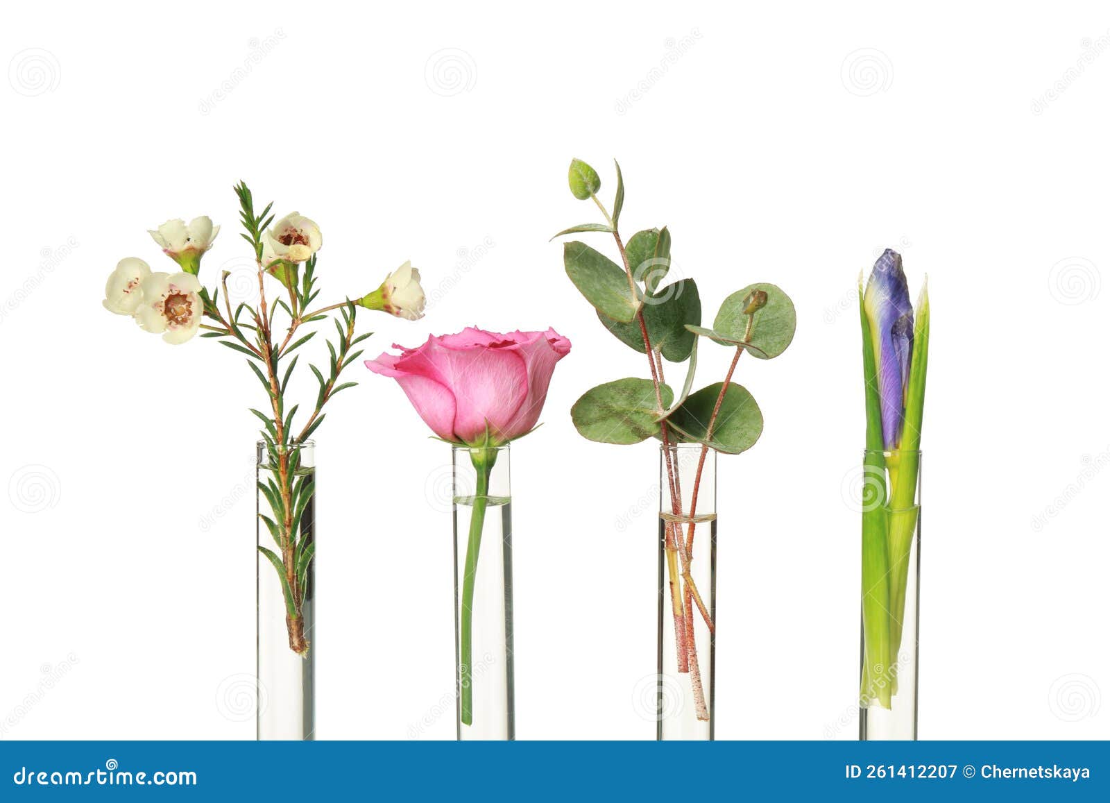 Different Plants in Test Tubes on White Background Stock Image - Image ...