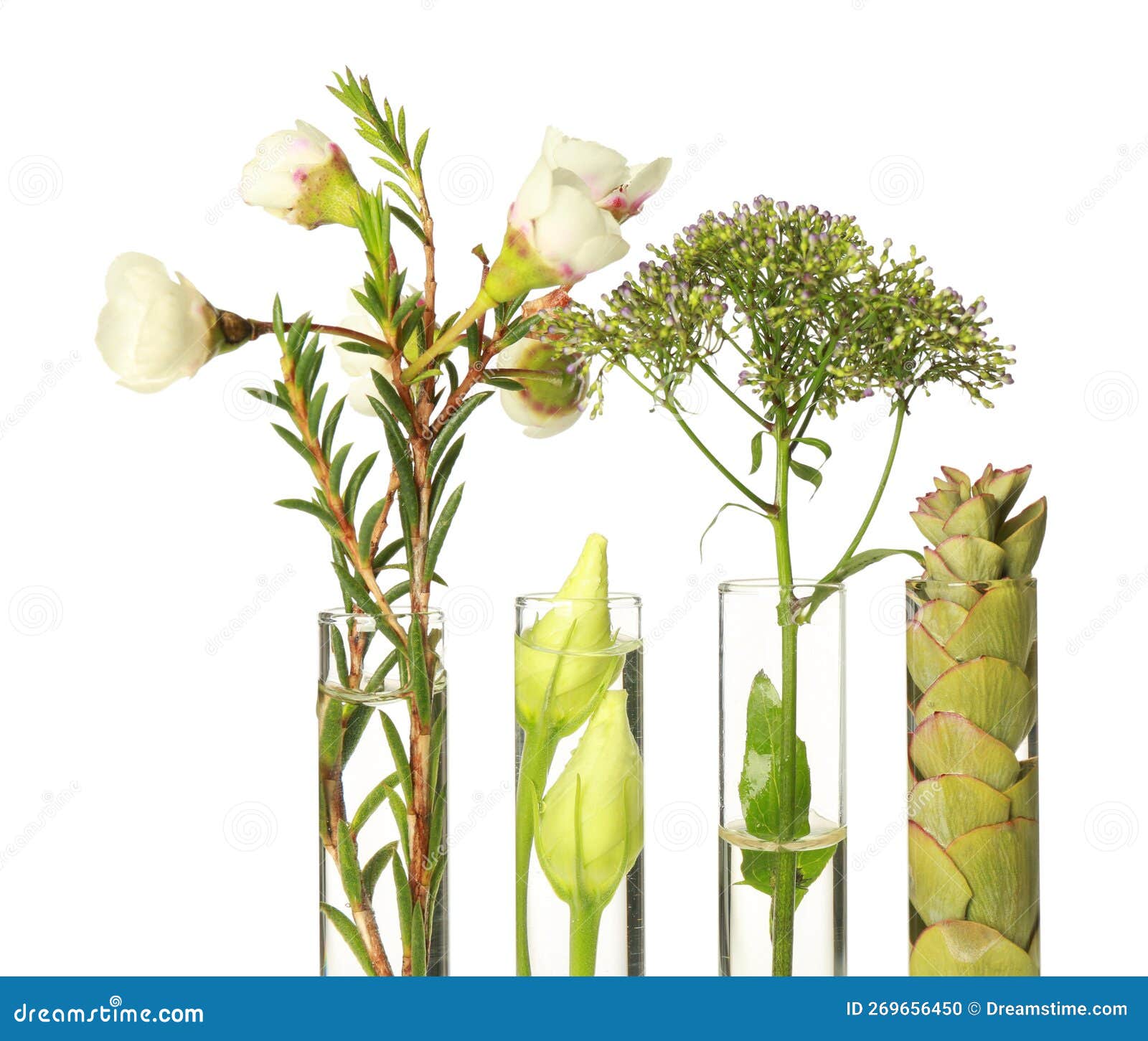 Different Plants in Test Tubes on White Background Stock Photo - Image ...
