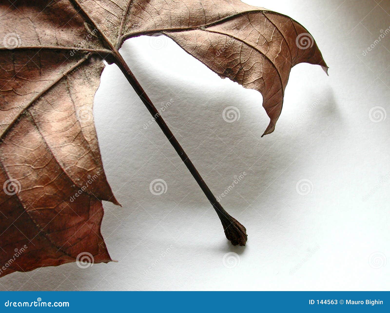 Different Point of View - Leaf Stock Image - Image of orange, bush: 144563