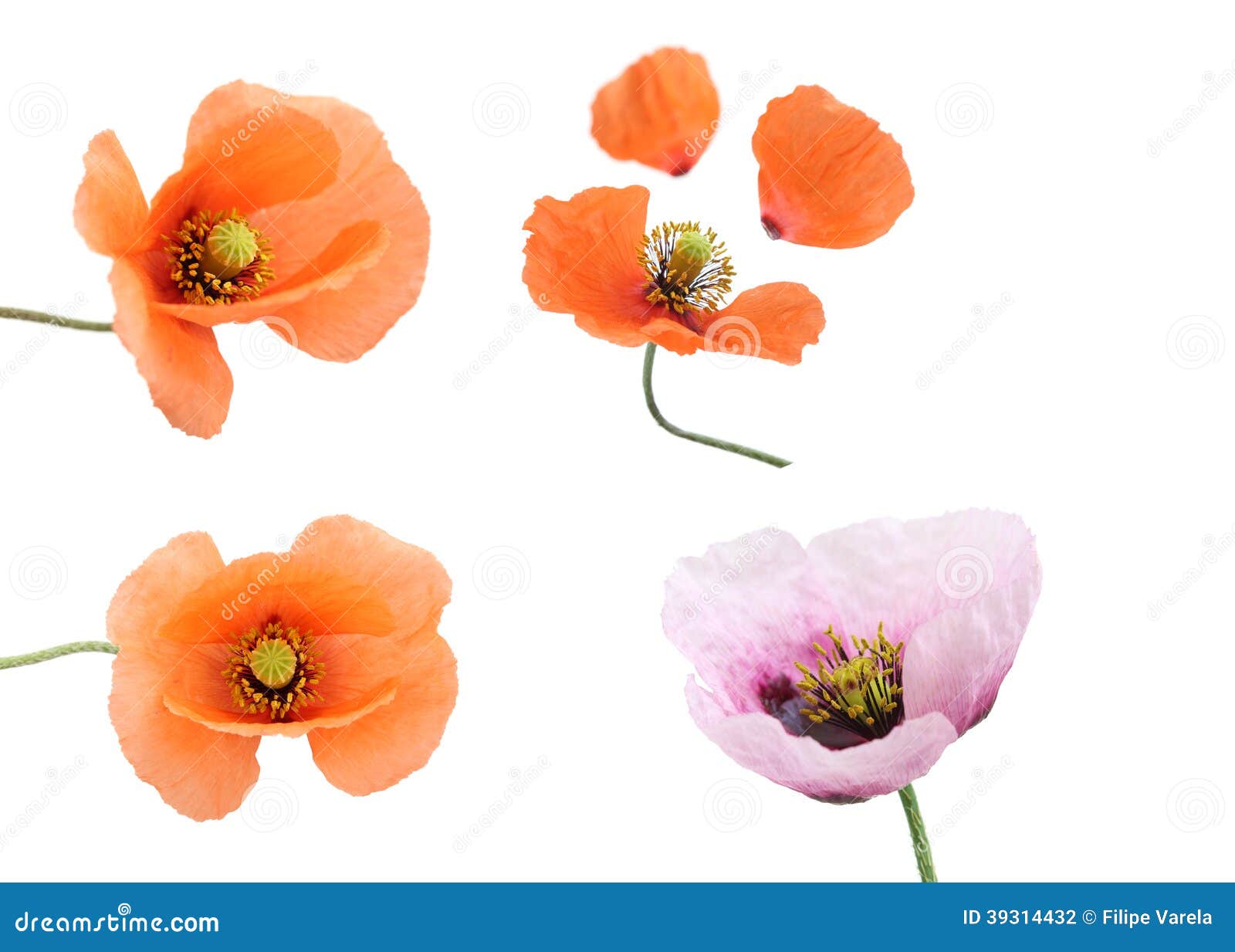 Different Poppies Isolated on White Background Stock Photo - Image of ...