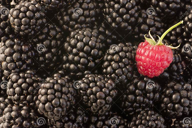 Different - Raspberry and Blackberries Stock Image - Image of eating ...