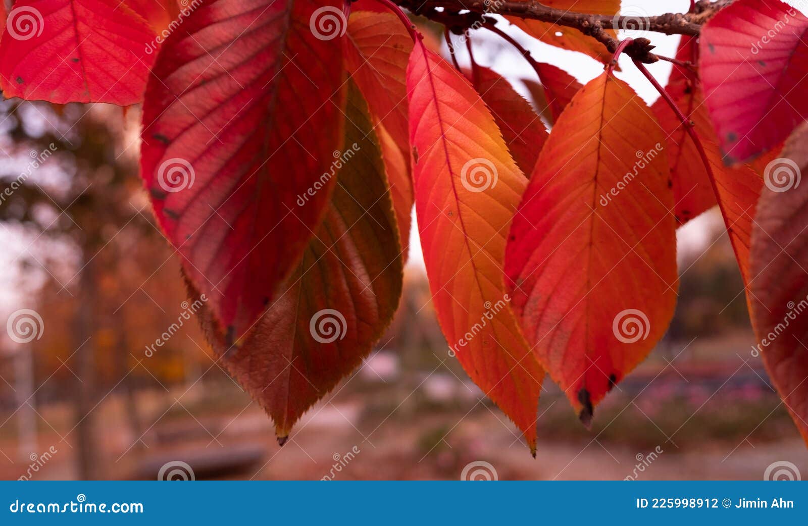 Red colored leaf for fall stock photo. Image of colored - 225998912