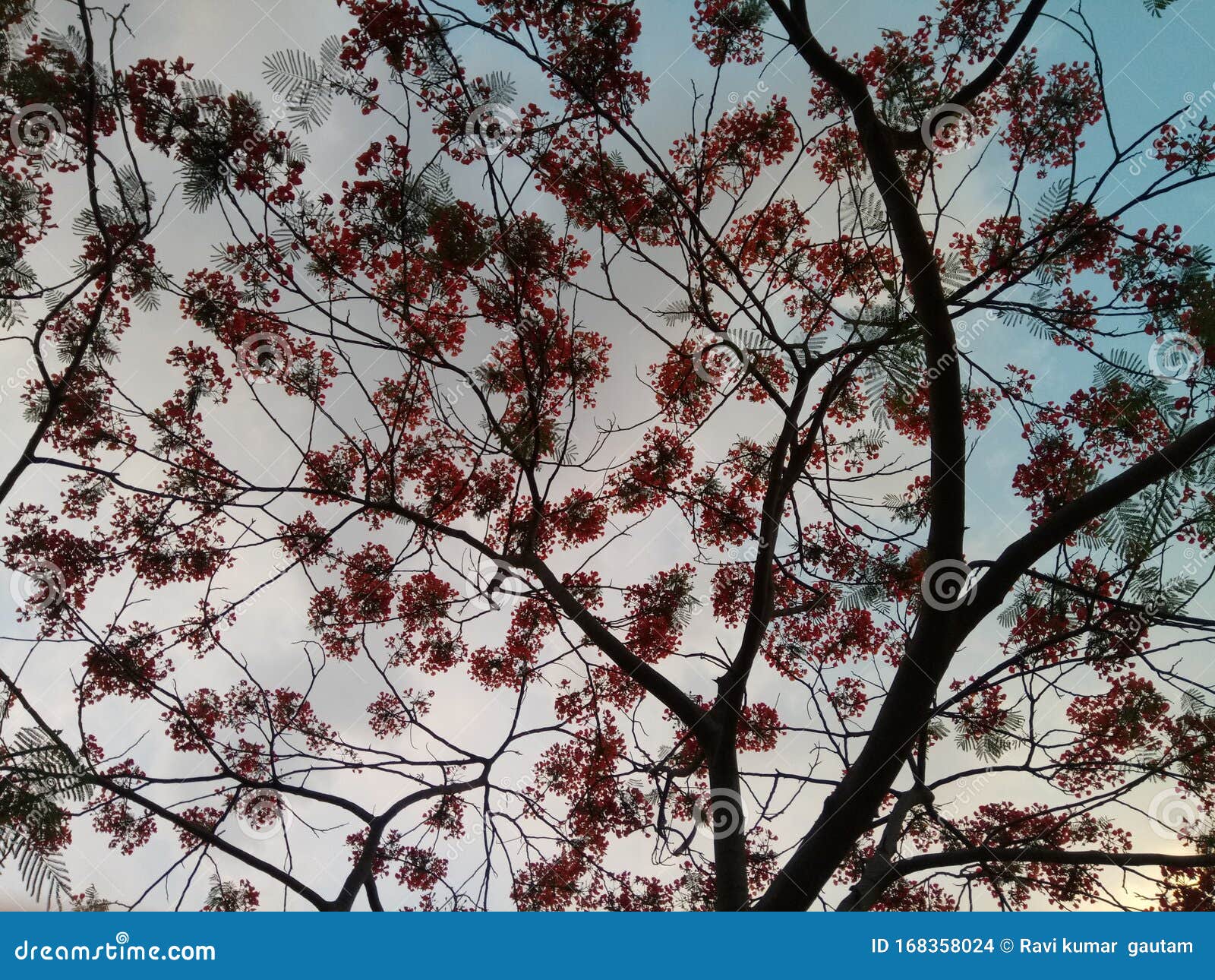 A Different Red Tree in INDIA Stock Photo - Image of tree, unique ...